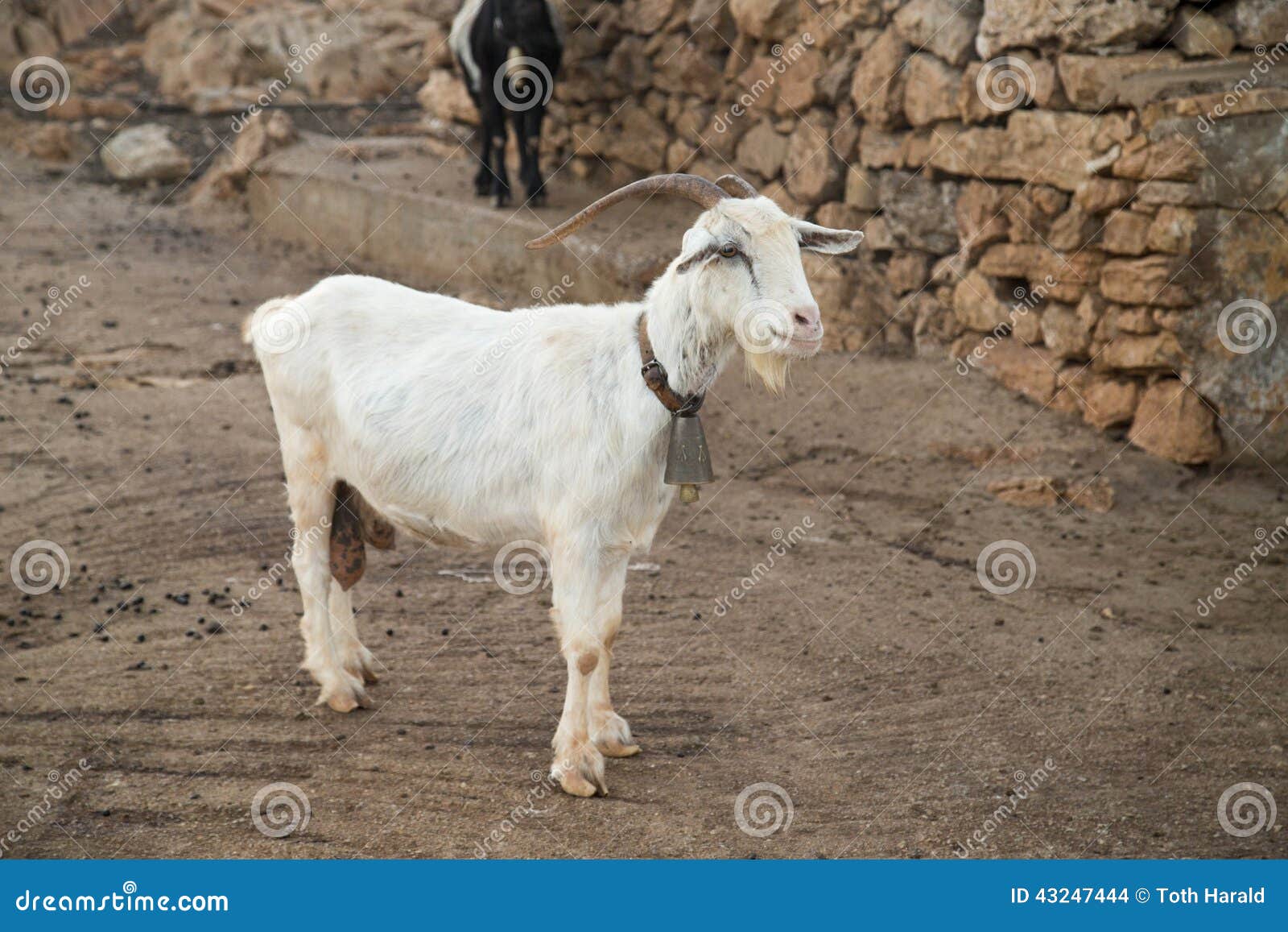 Goat in a farm yard stock photo. Image of neck, bell - 43247444