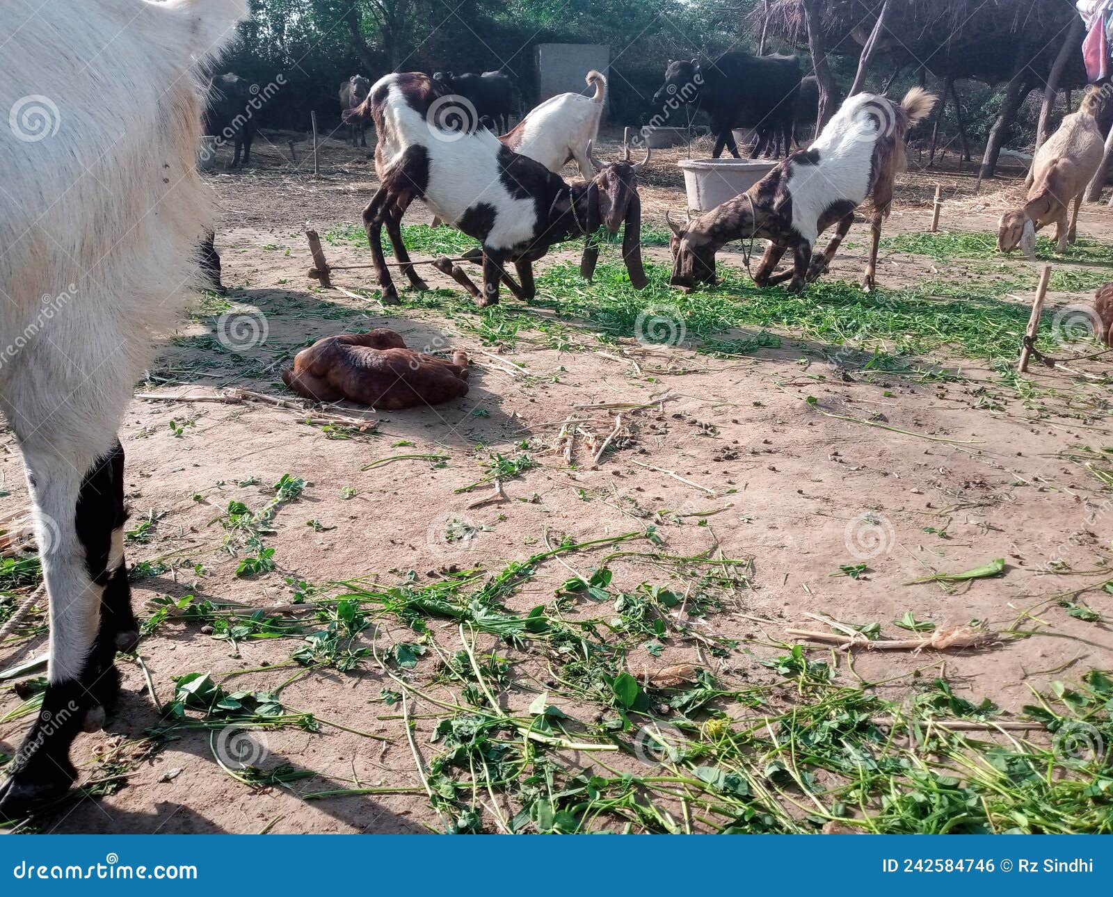Goat Farming in Pakistan, Goats Group Stock Photo - Image of group ...