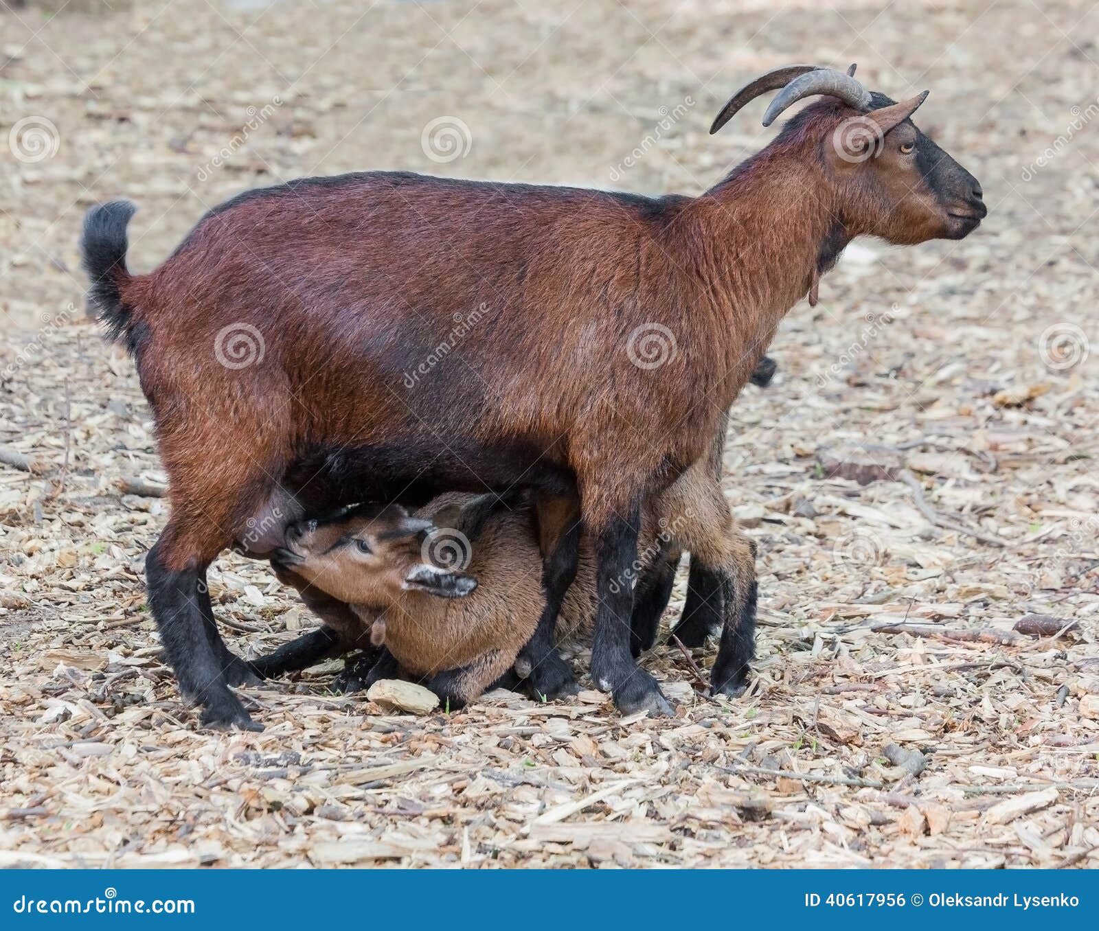Goat feed their young cubs stock photo. Image of cattle - 40617956