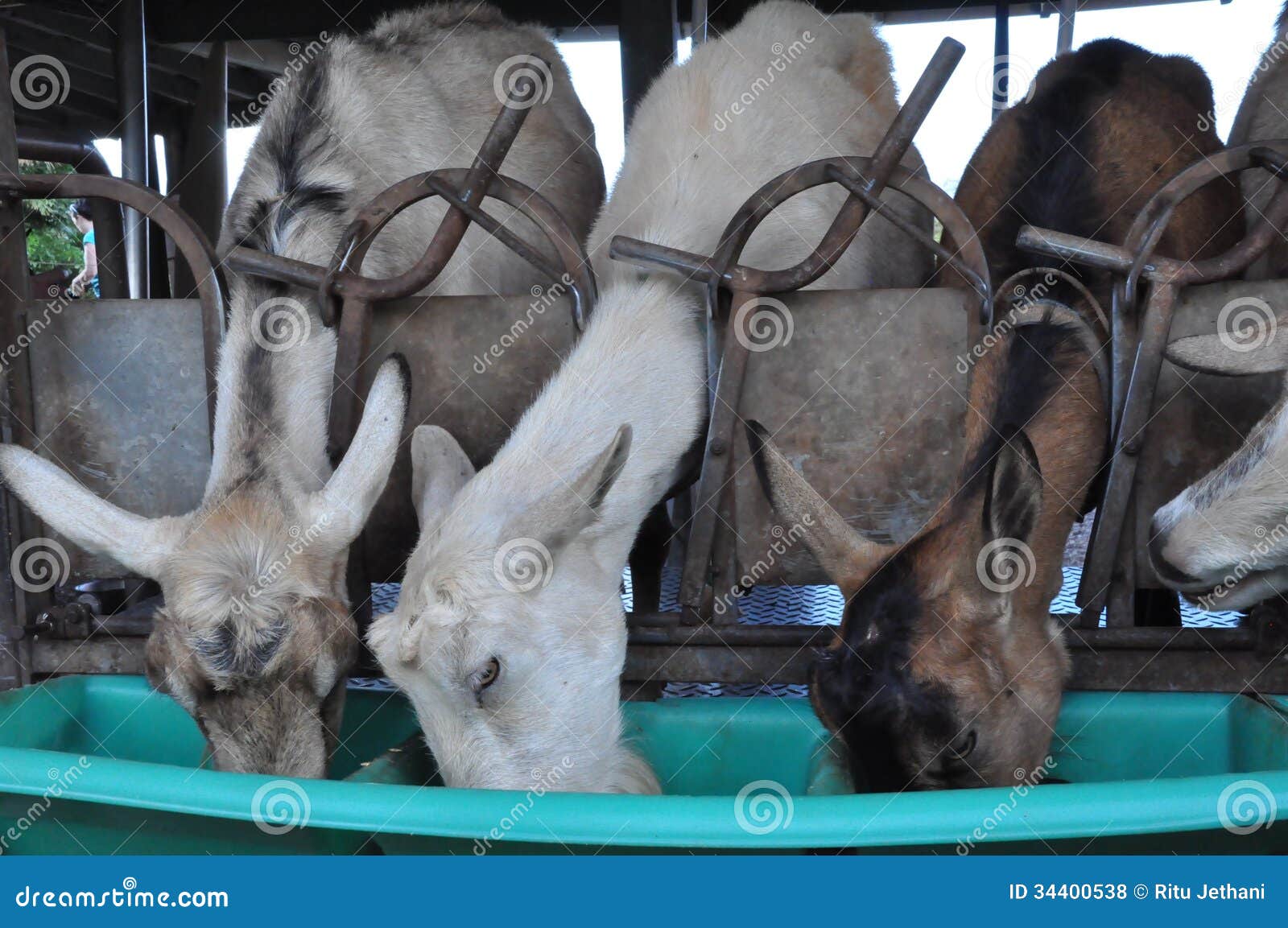 Goat Feeding stock photo. Image of hoof, friendly, eating - 34400538