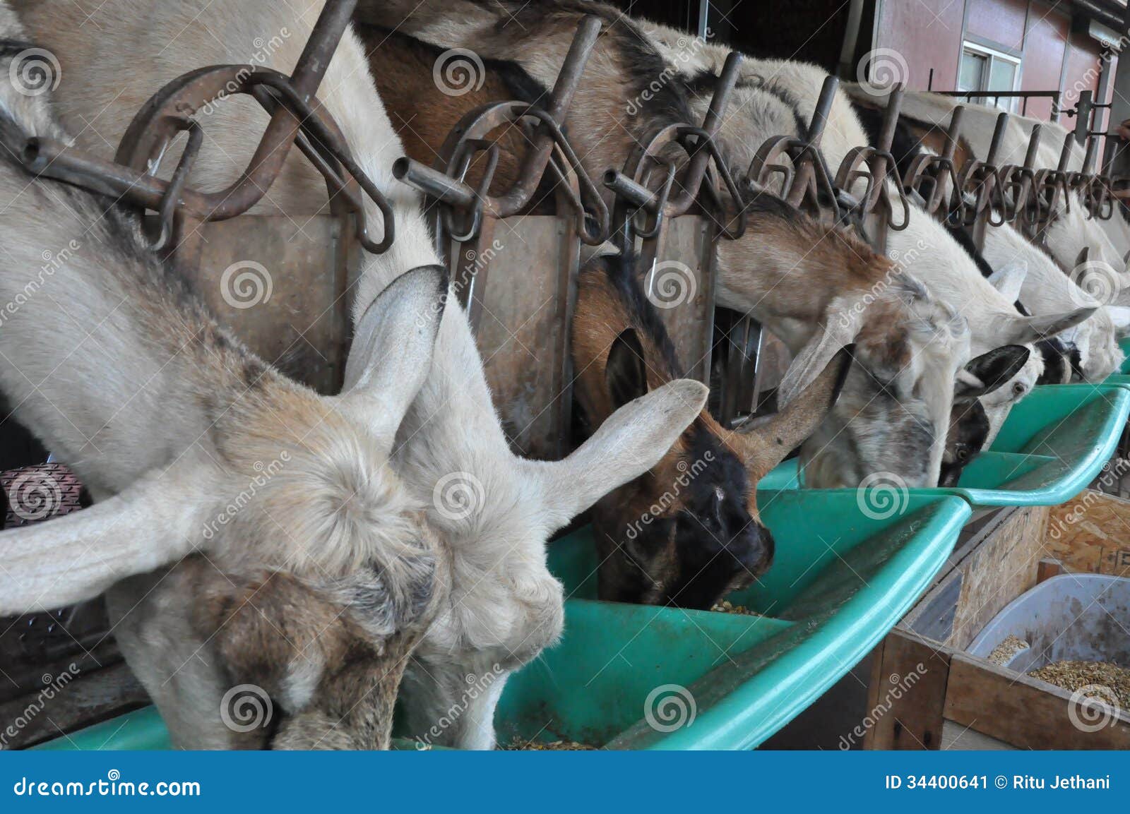 Goat Feeding stock image. Image of hair, feeding, goat - 34400641