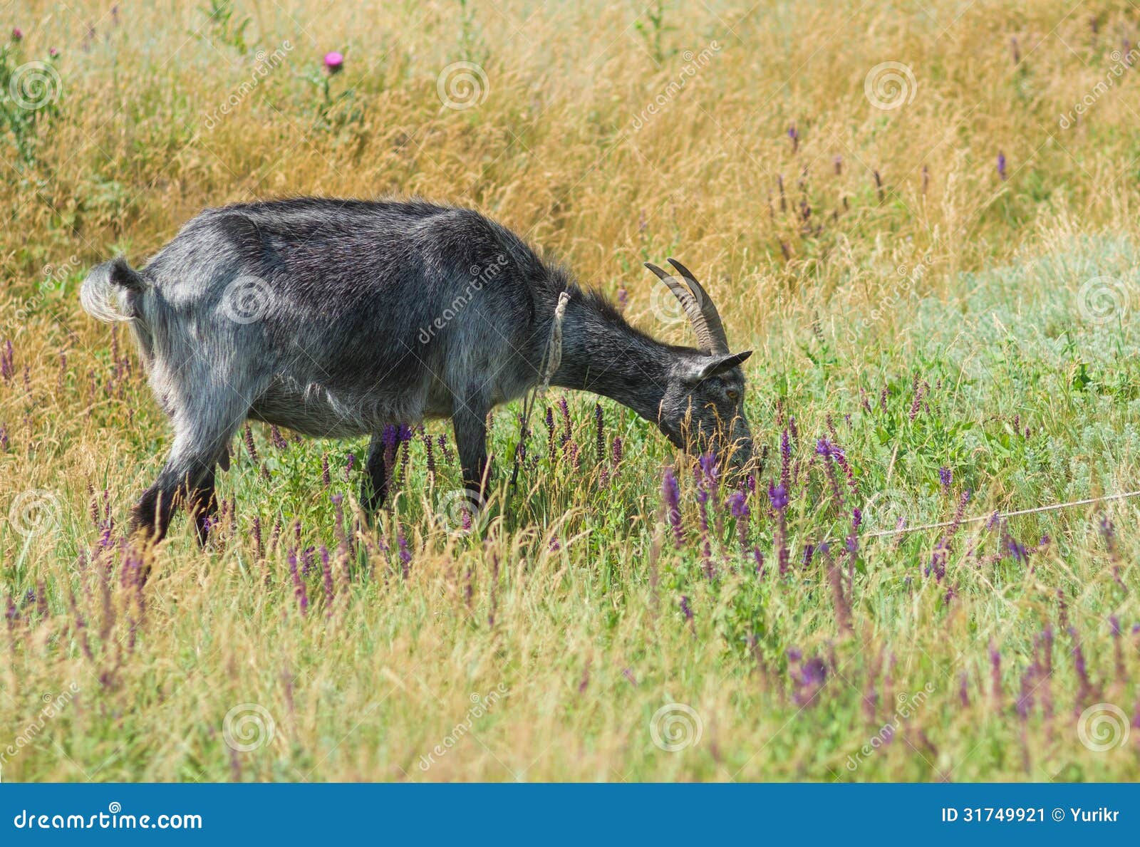 Goat female stock image. Image of green, noon, herb, rural - 31749921