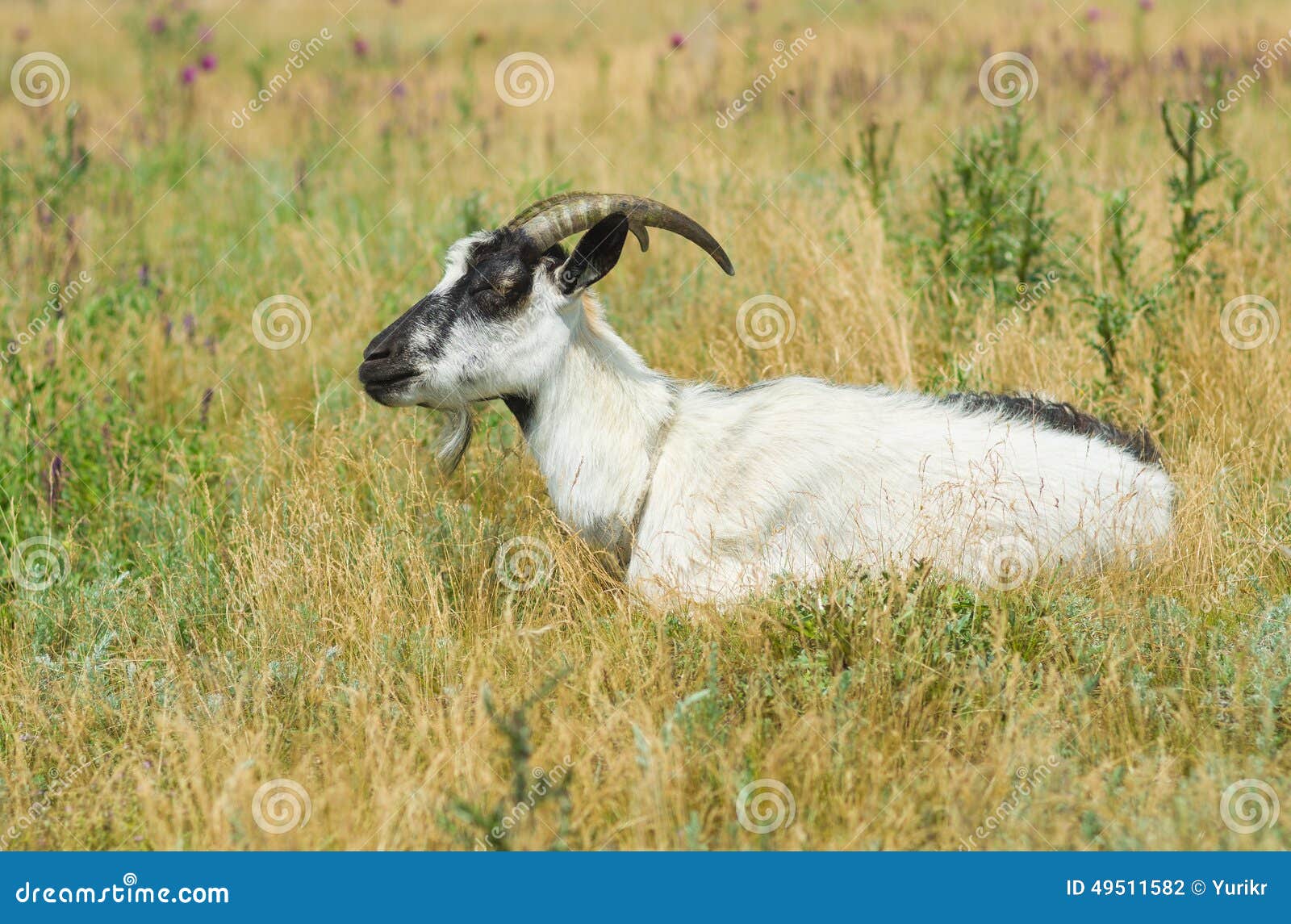 Goat Female Standing At Chain-link Fence Royalty-Free Stock Photography ...