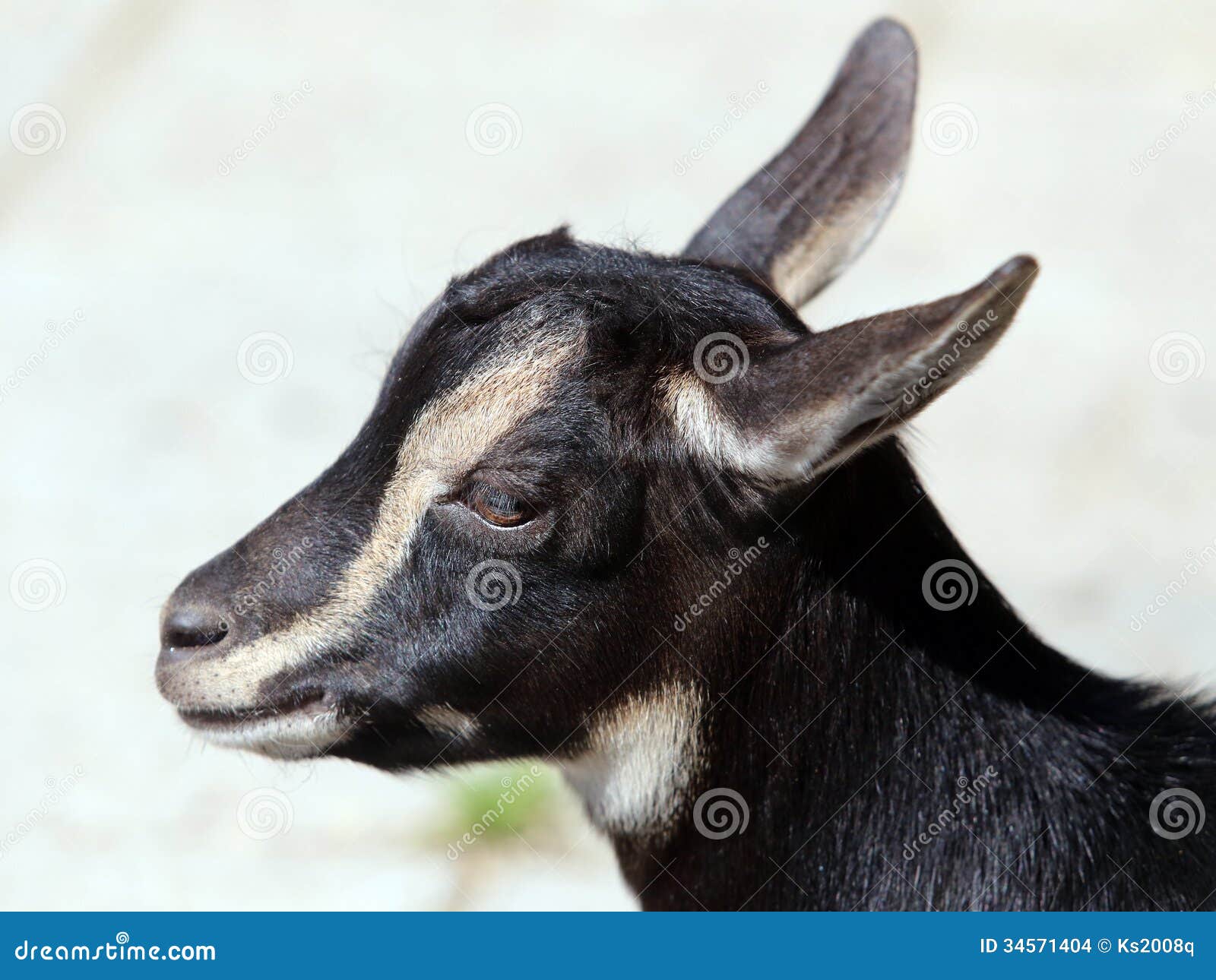 Goat female s portrait stock photo. Image of looking - 34571404