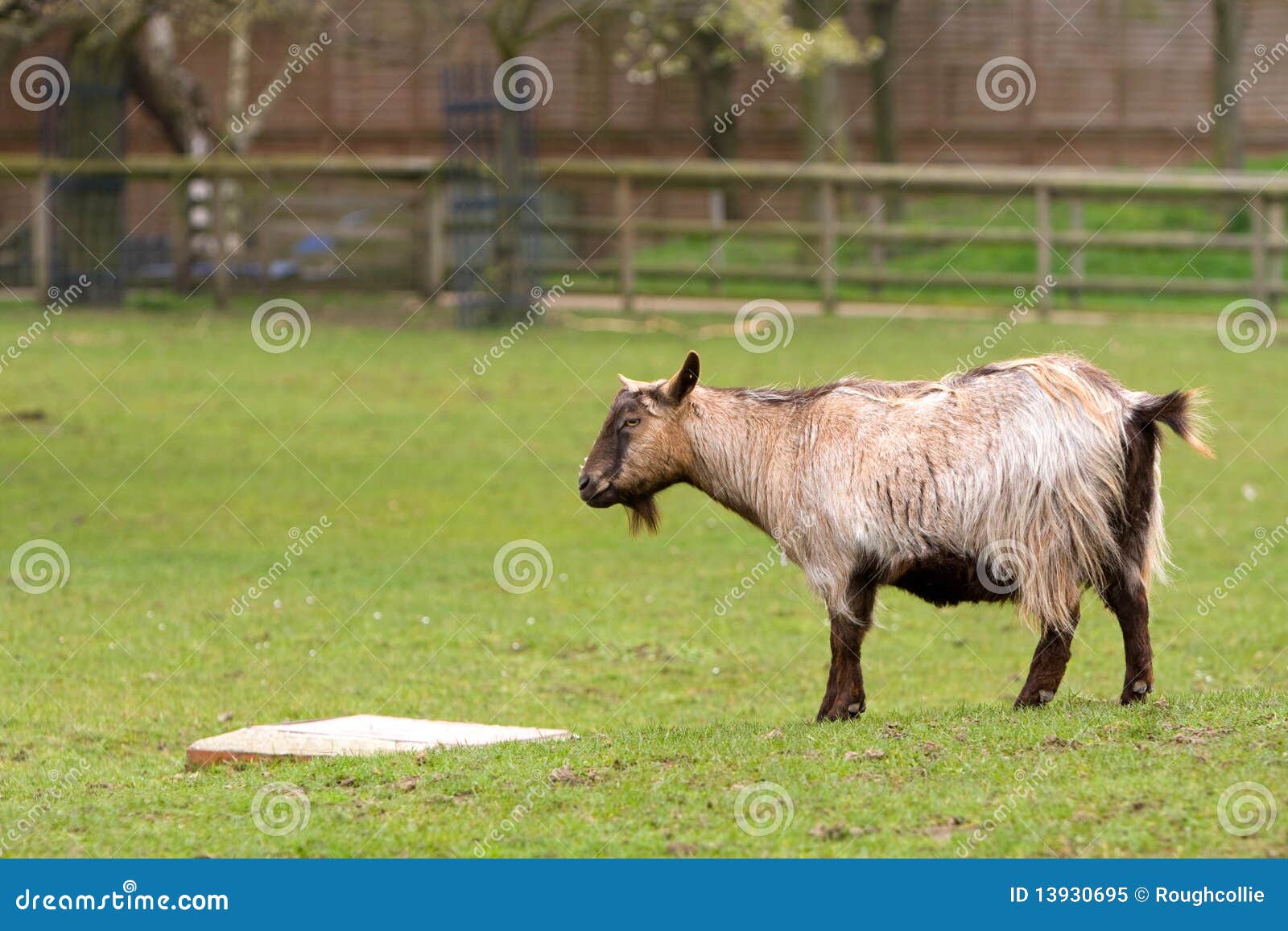 Goat in field stock image. Image of pretty, standing - 13930695