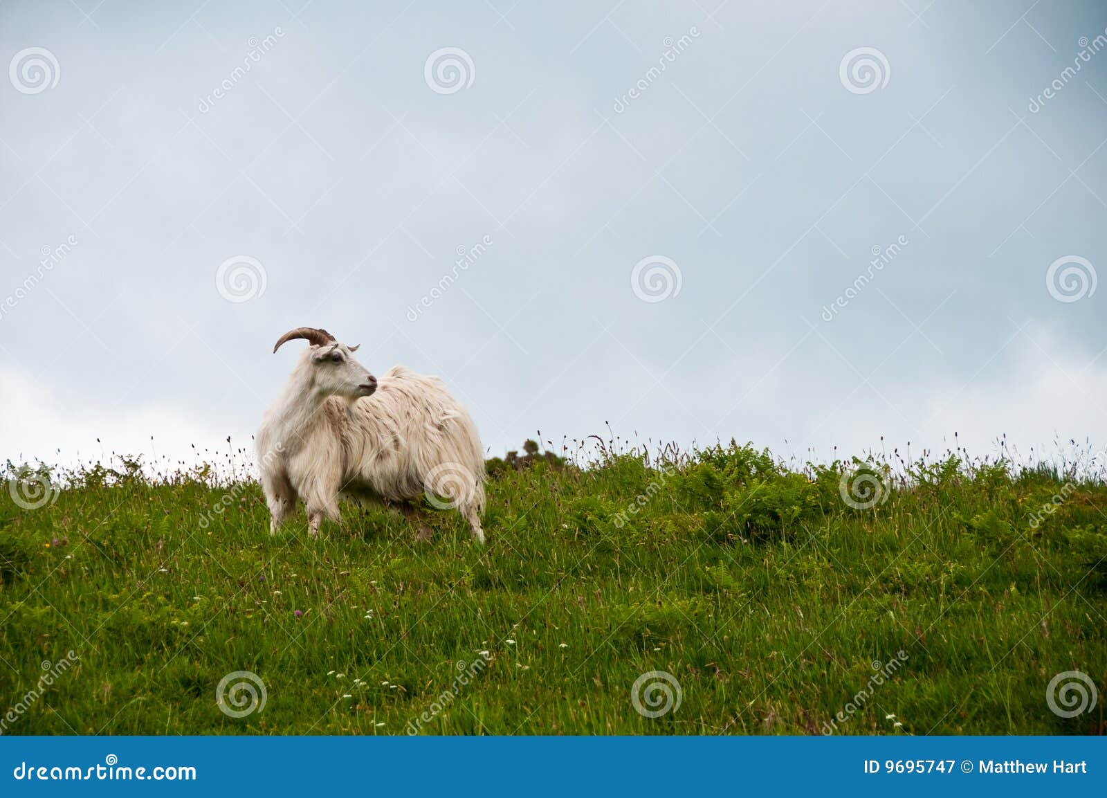 Goat in field stock image. Image of fresh, grass, high - 9695747