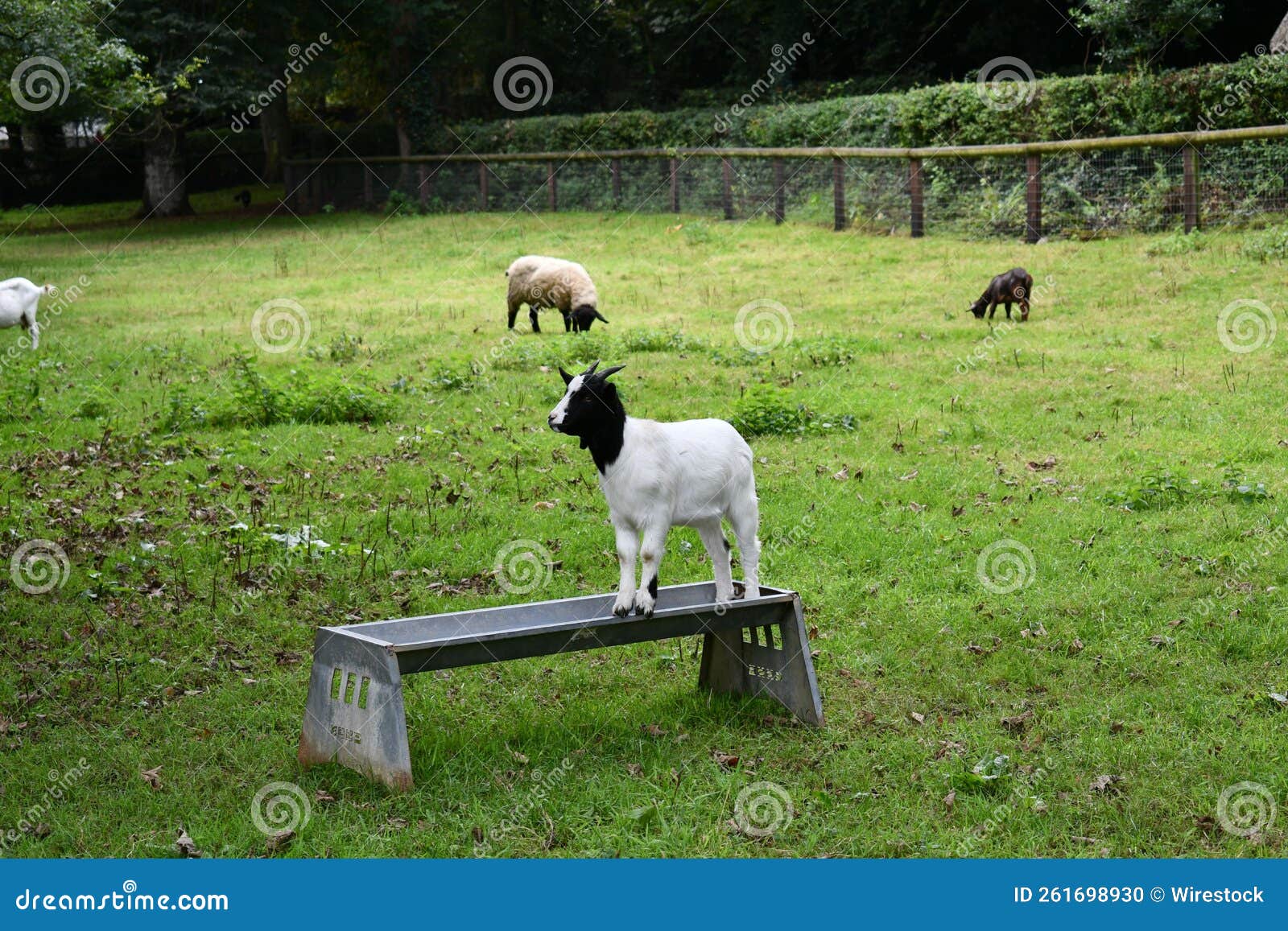 Goat standing on a bench stock photo. Image of summer - 261698930