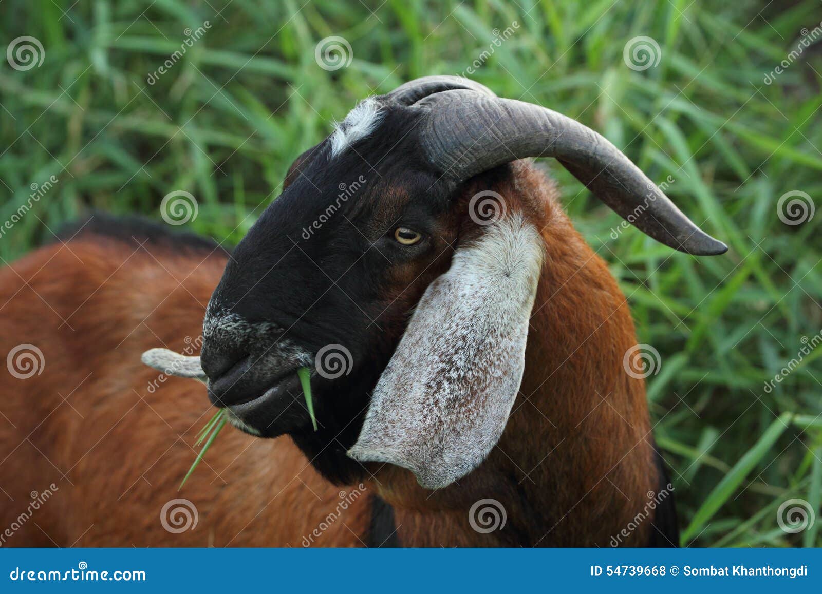 Goat in the field stock photo. Image of mammal, farm - 54739668