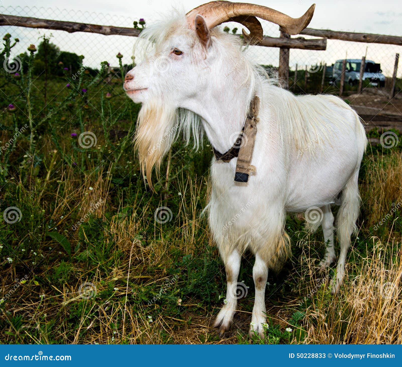 He-goat in field. stock image. Image of farm, goat, farming - 50228833