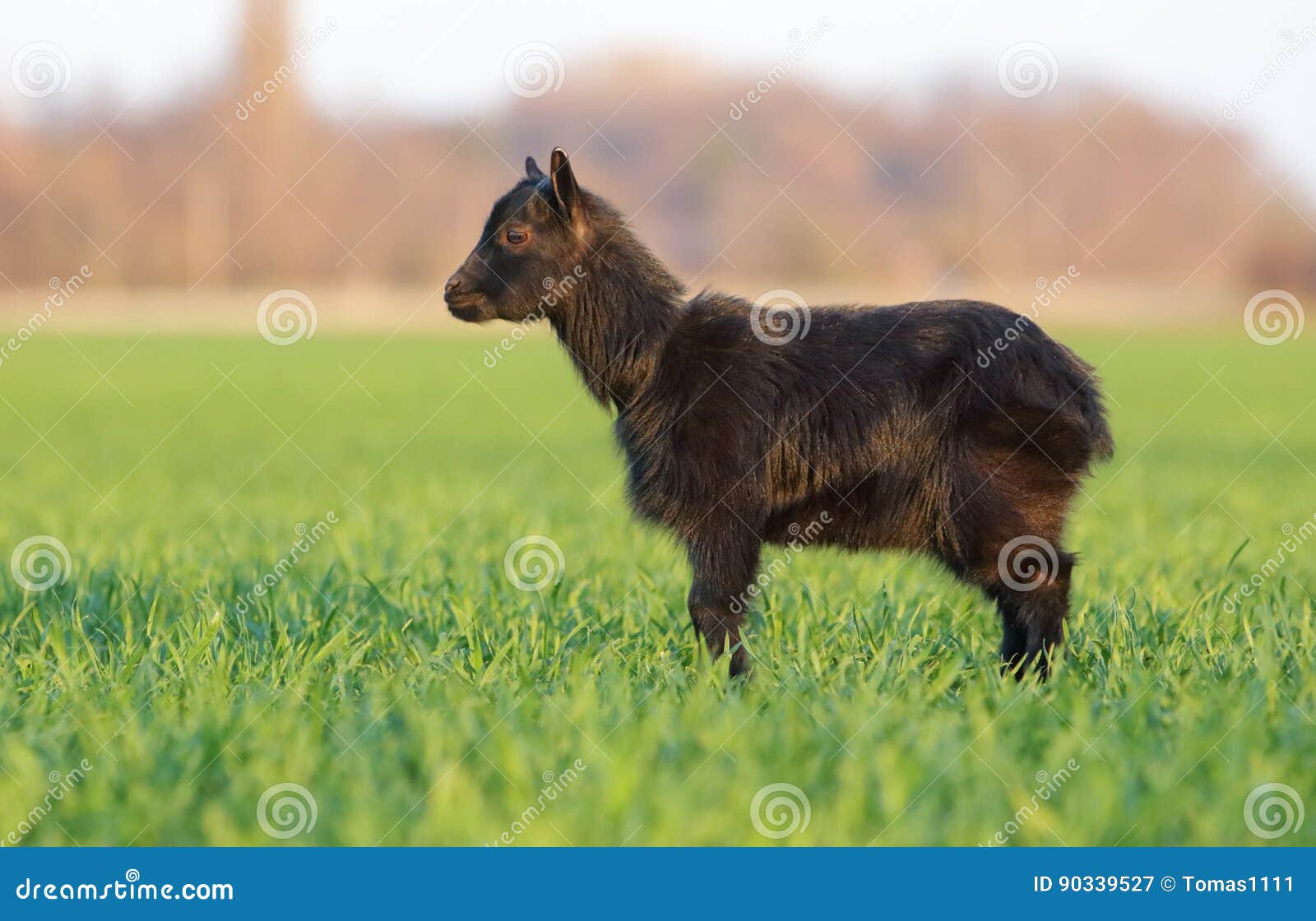 Goat on field, outdoor stock image. Image of goat, baby - 90339527