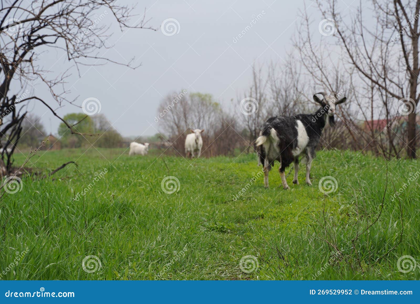 Goat in the field photo stock photo. Image of countryside - 269529952