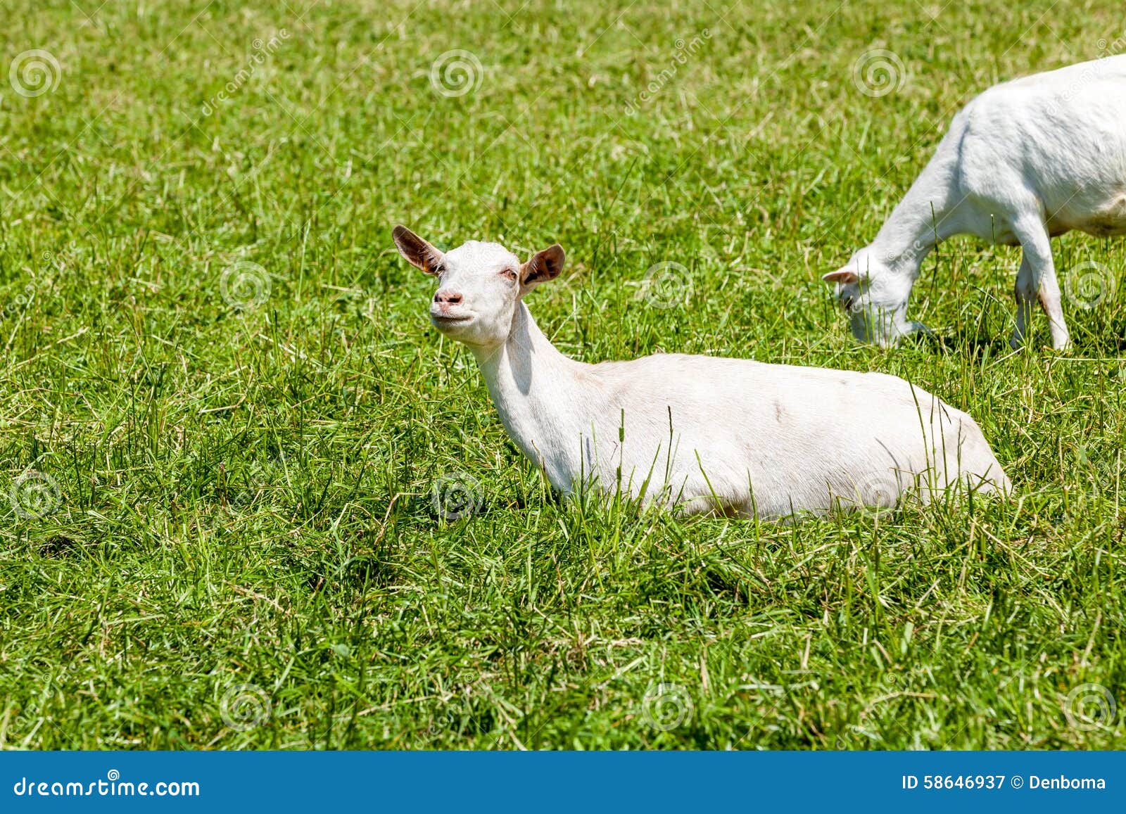 Goat on the field stock image. Image of beauty, horn - 58646937