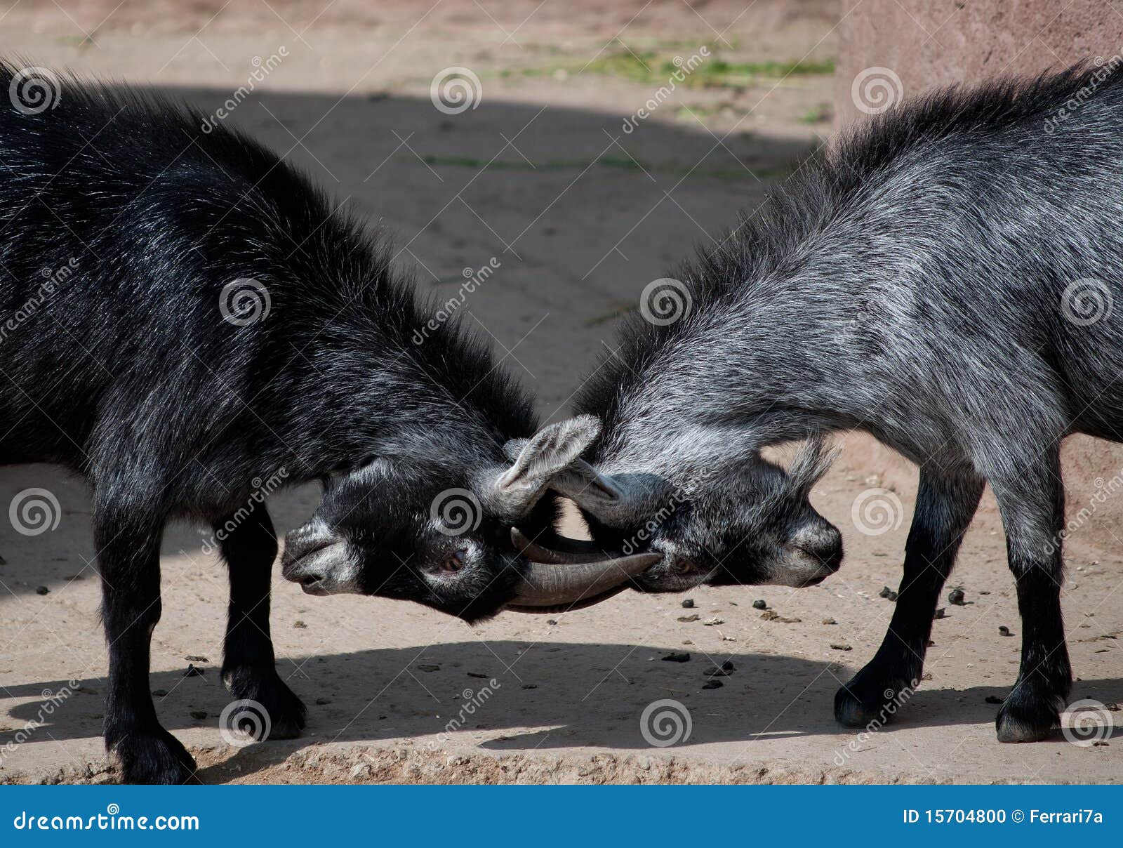 Goat fight stock photo. Image of play, children, countryside - 15704800