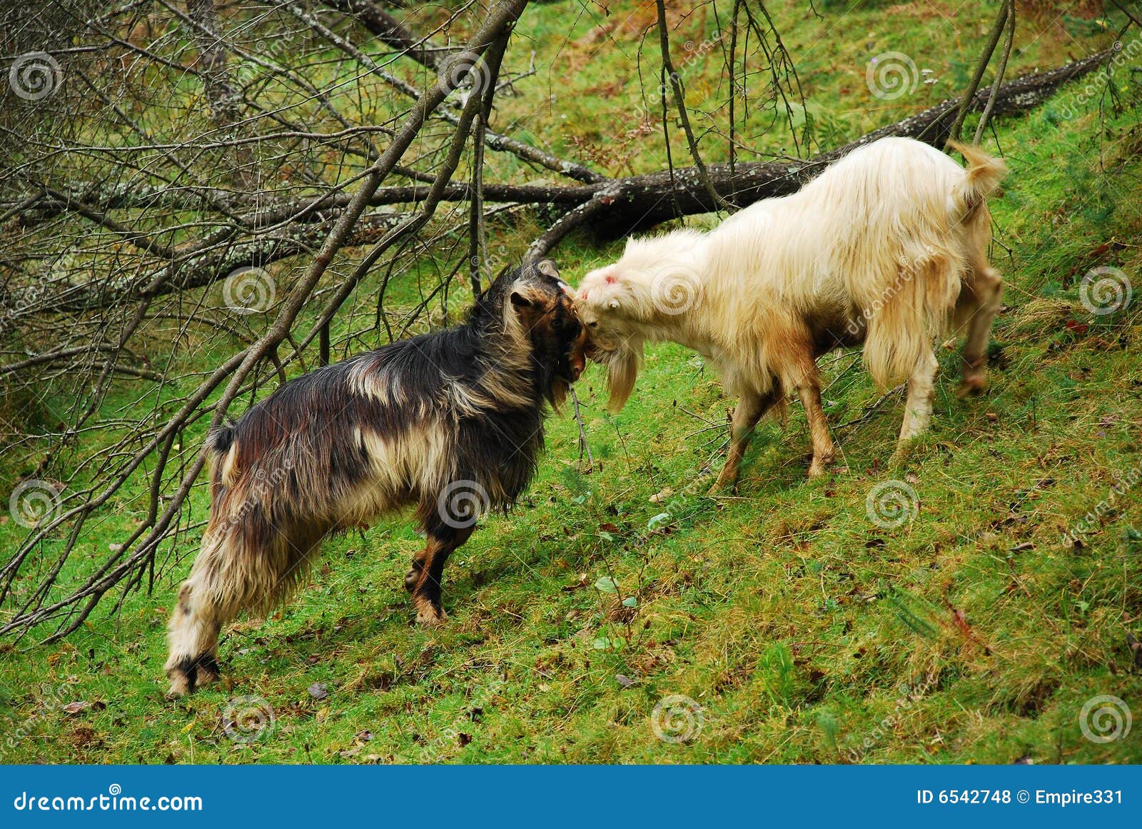 Goat fight stock photo. Image of domestic, opponent, enemy - 6542748