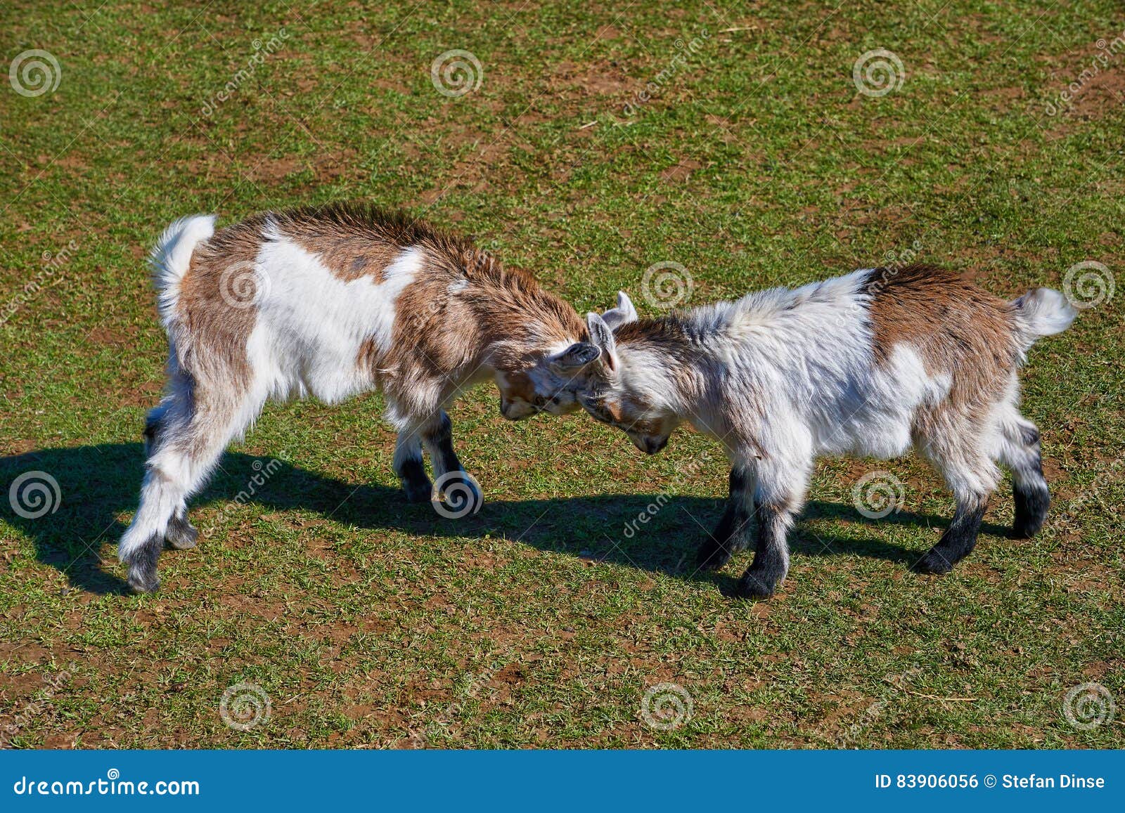 Goat Fight Stock Images - Download 333 Royalty Free Photos