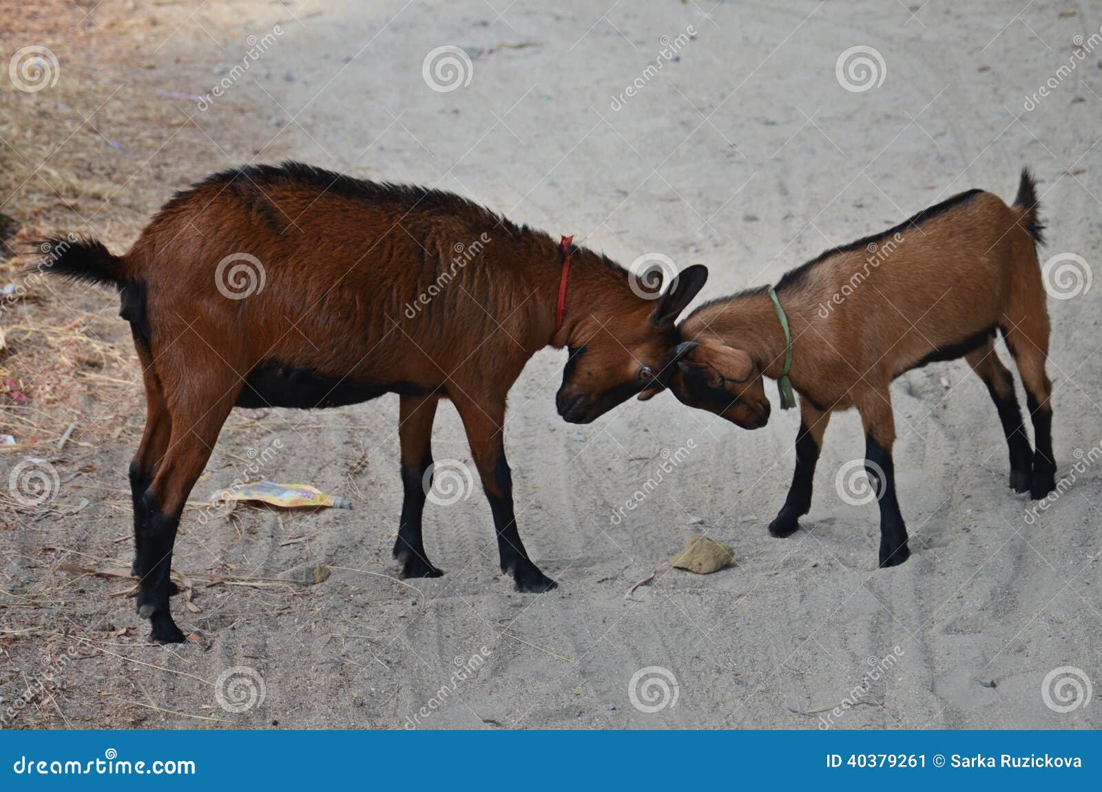 Goat fight stock image. Image of animal, fight, fauna - 40379261