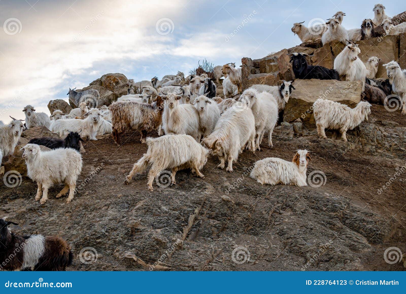 Goat Fighting, in Patagonia Argentina Stock Image - Image of mammal ...