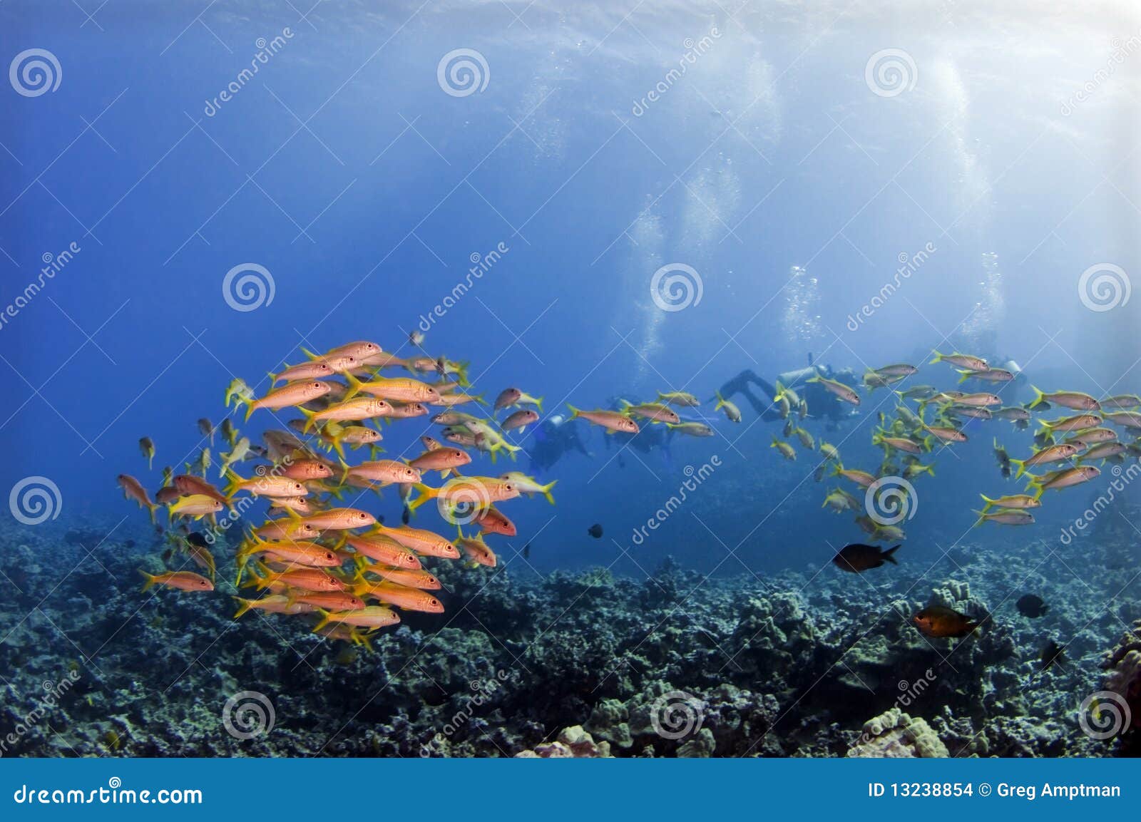 Goat Fish stock photo. Image of underworld, ocean, coral - 13238854