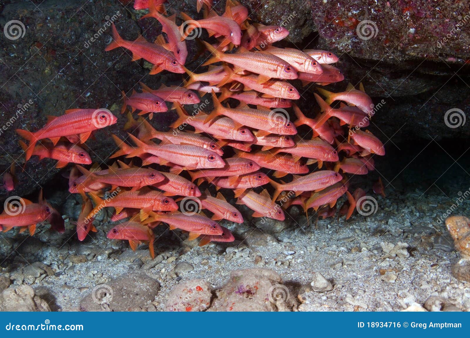 Goat Fish stock photo. Image of wildlife, tourism, molokini - 18934716