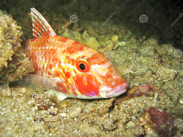 Goat Fish stock photo. Image of ocean, goatfish, orange - 269774
