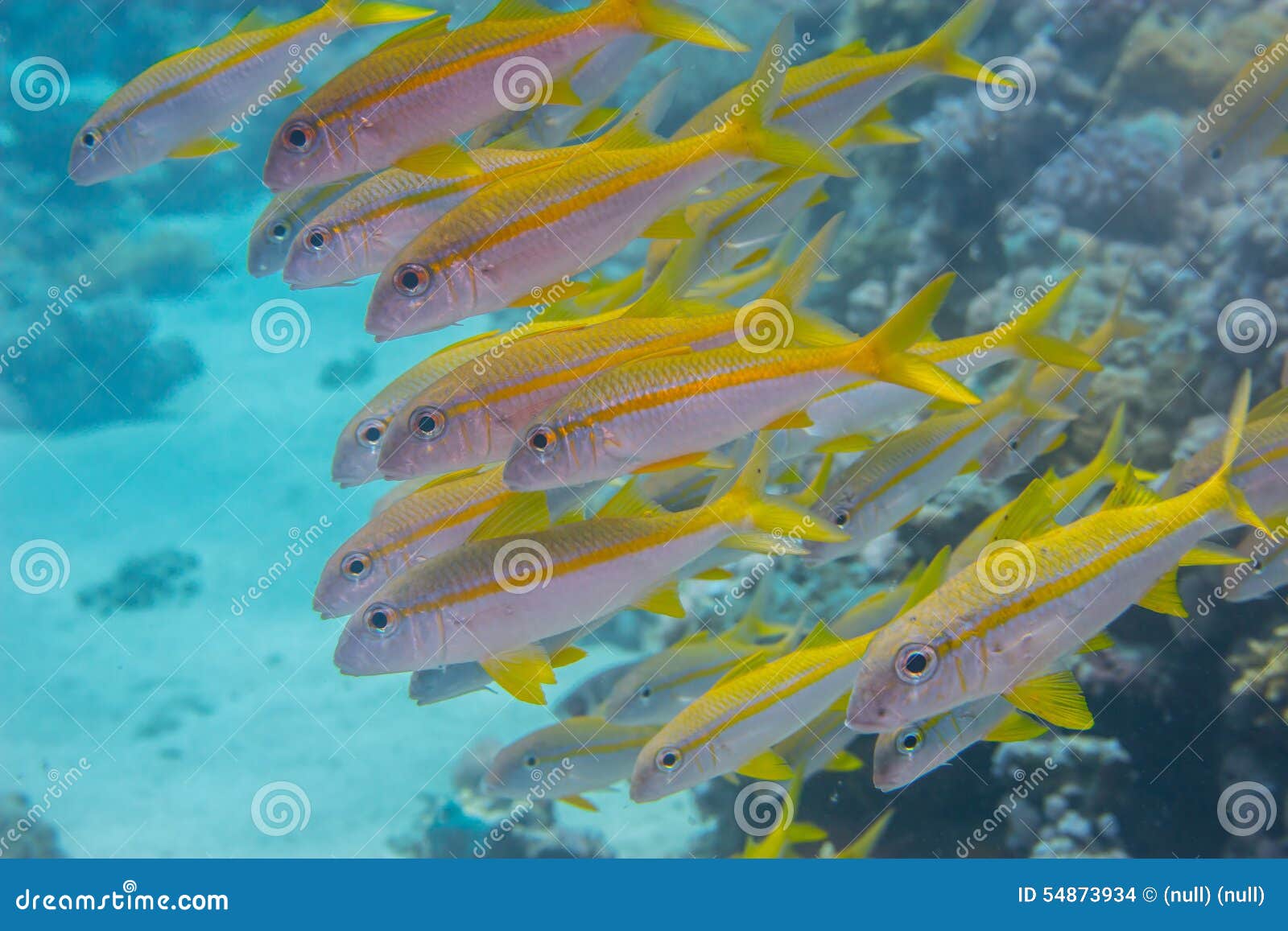 Goat fish stock photo. Image of fish, goat, travel, environment - 54873934