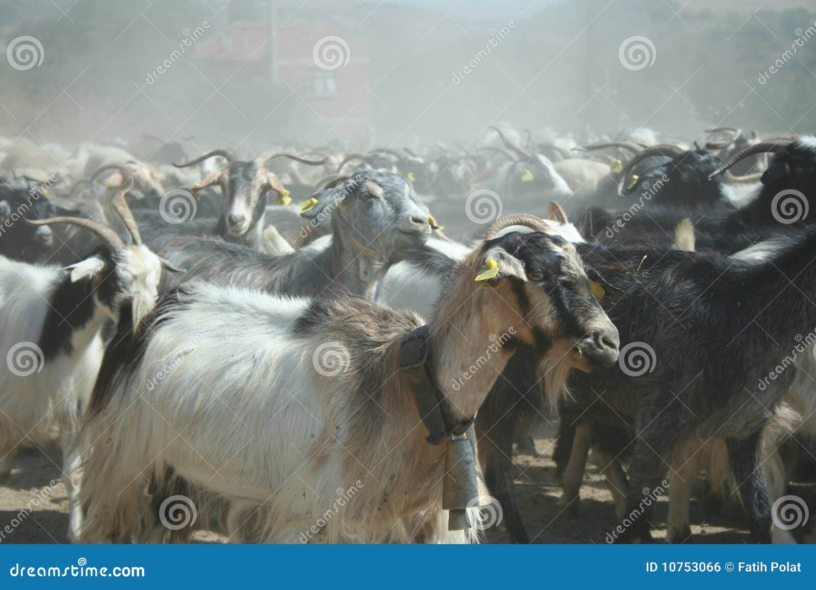 Goat flock stock photo. Image of horn, goat, summer, flock - 10753066