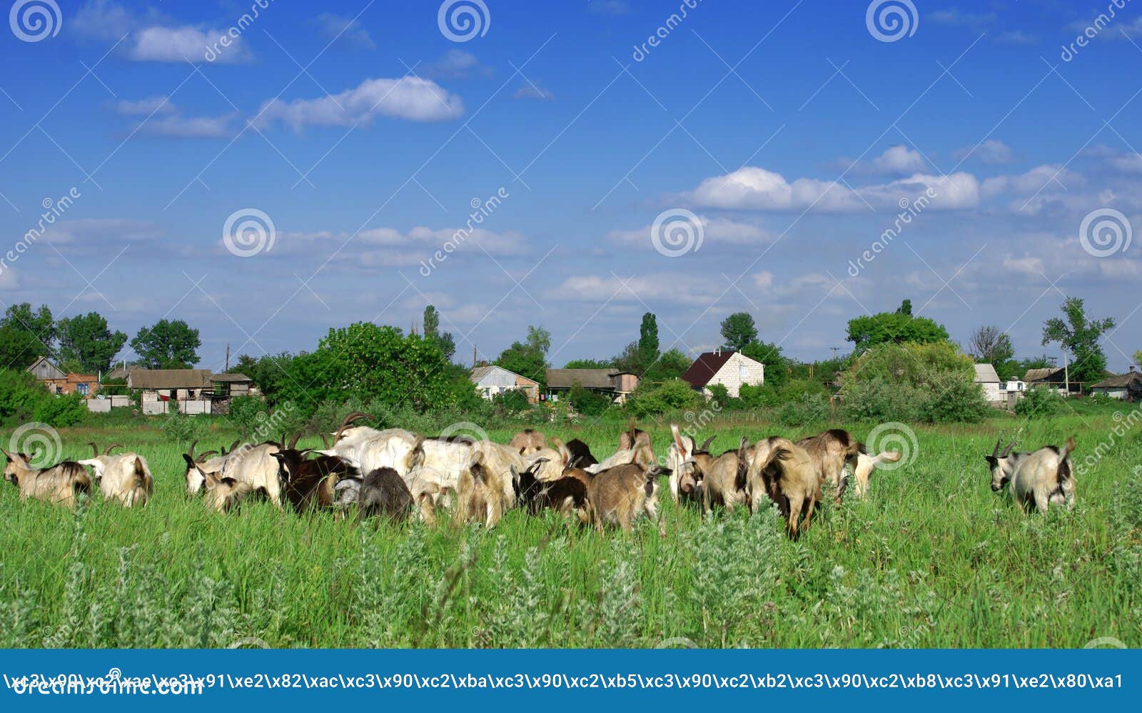 Goat flock stock image. Image of herd, flock, field, animal - 5672491