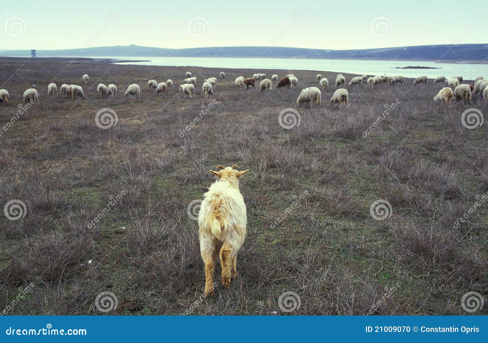 Goat and flock of sheep stock photo. Image of field, goat - 21009070