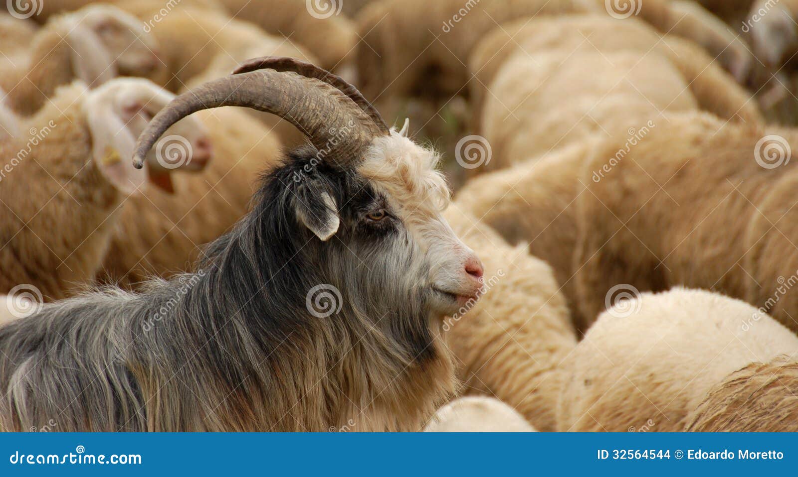 Goat in the flock stock photo. Image of cute, countryside - 32564544