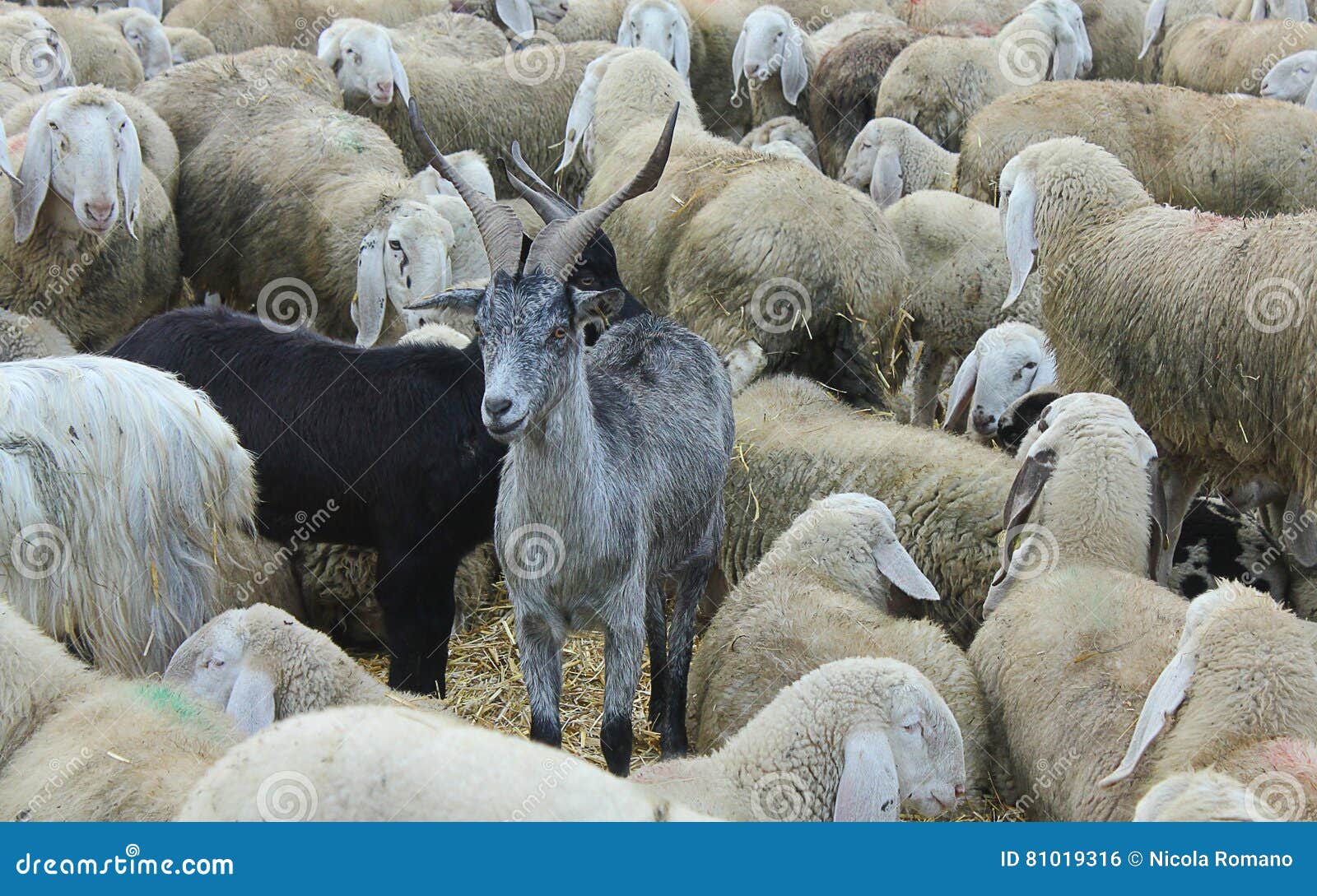 Goat in a flock of sheep stock photo. Image of milk, farm - 81019316