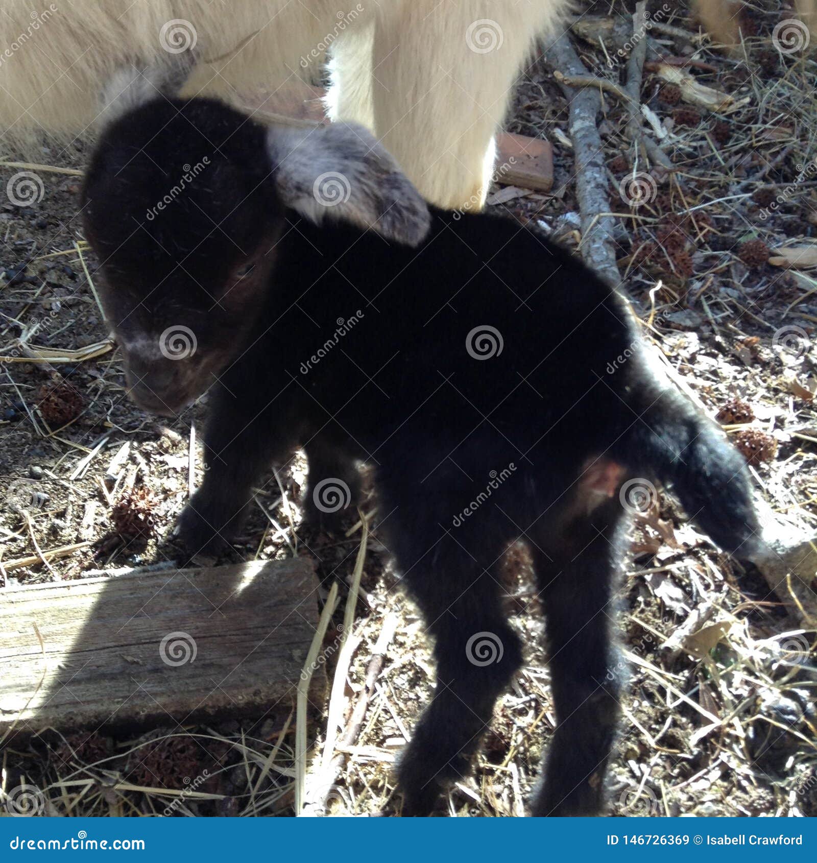 Goat stock image. Image of goat, little, black, fluffy - 146726369
