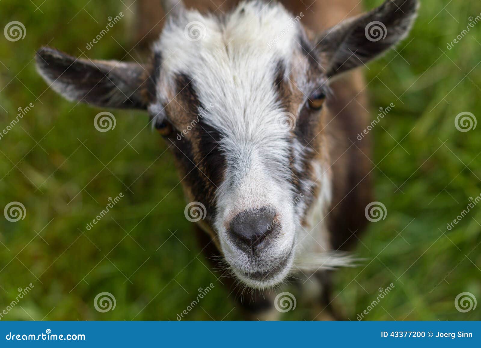 Goat stock photo. Image of mammal, grey, farm, focal - 43377200
