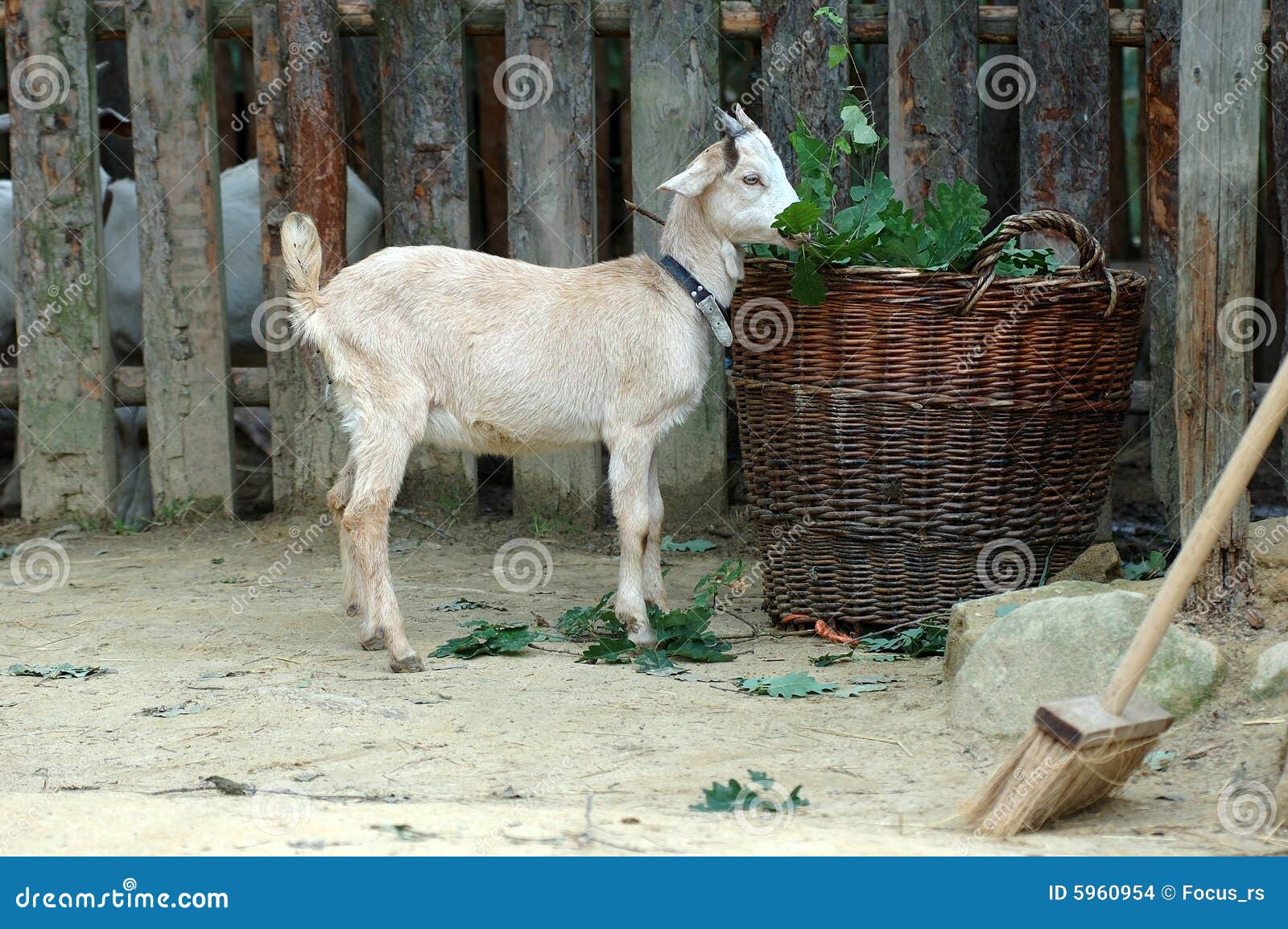 Goat and food stock photo. Image of horned, farm, barn - 5960954