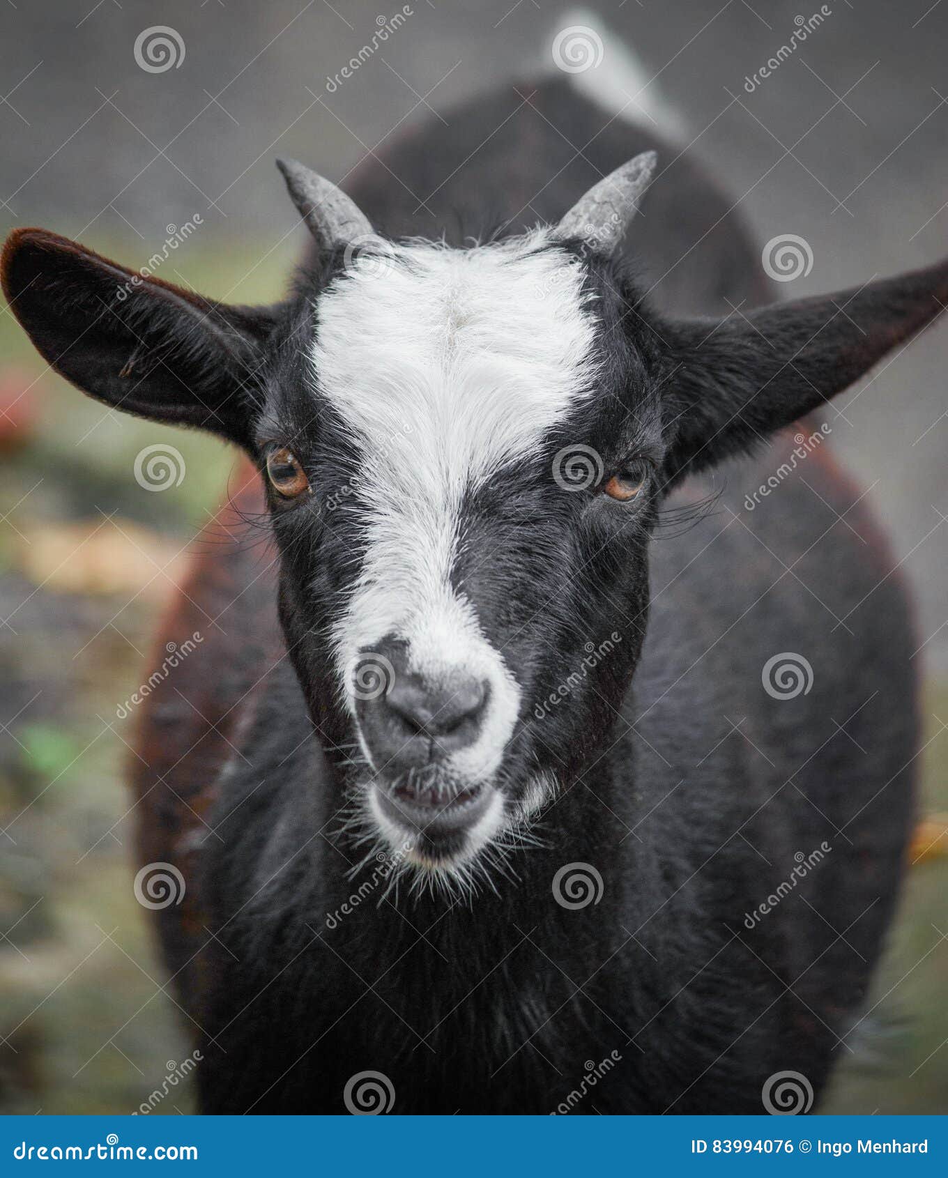 Goat front closeup stock photo. Image of goat, young - 83994076