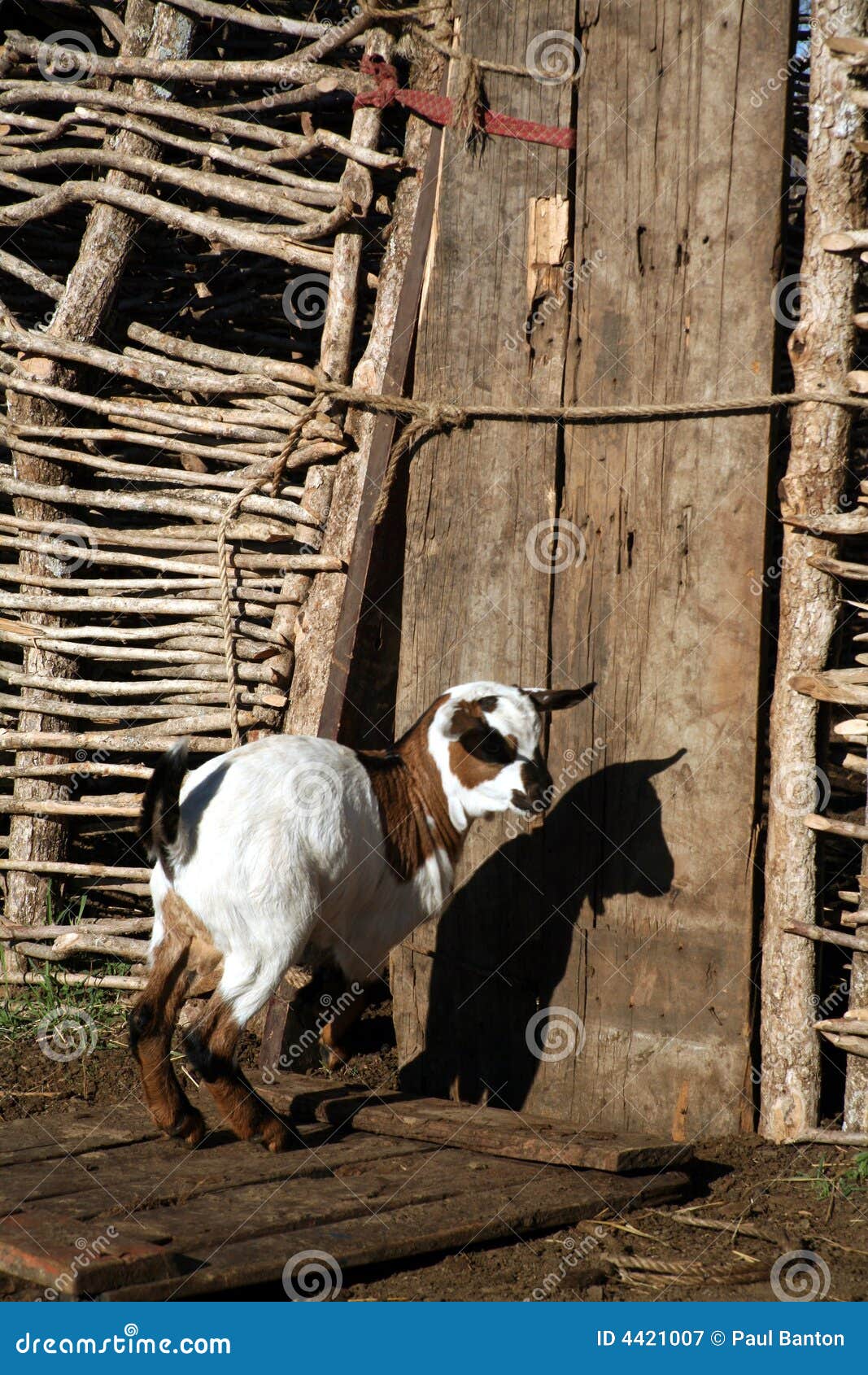 Goat in front of a Gate stock image. Image of juvenile - 4421007