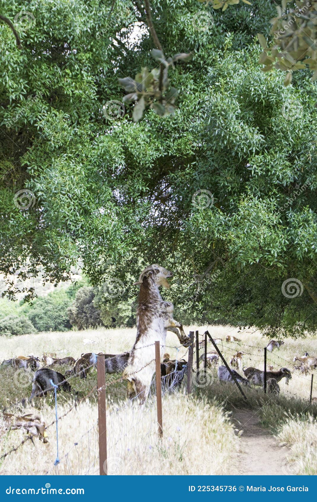 Goat with Front Legs Raised To Eat from the Tree Stock Photo - Image of ...