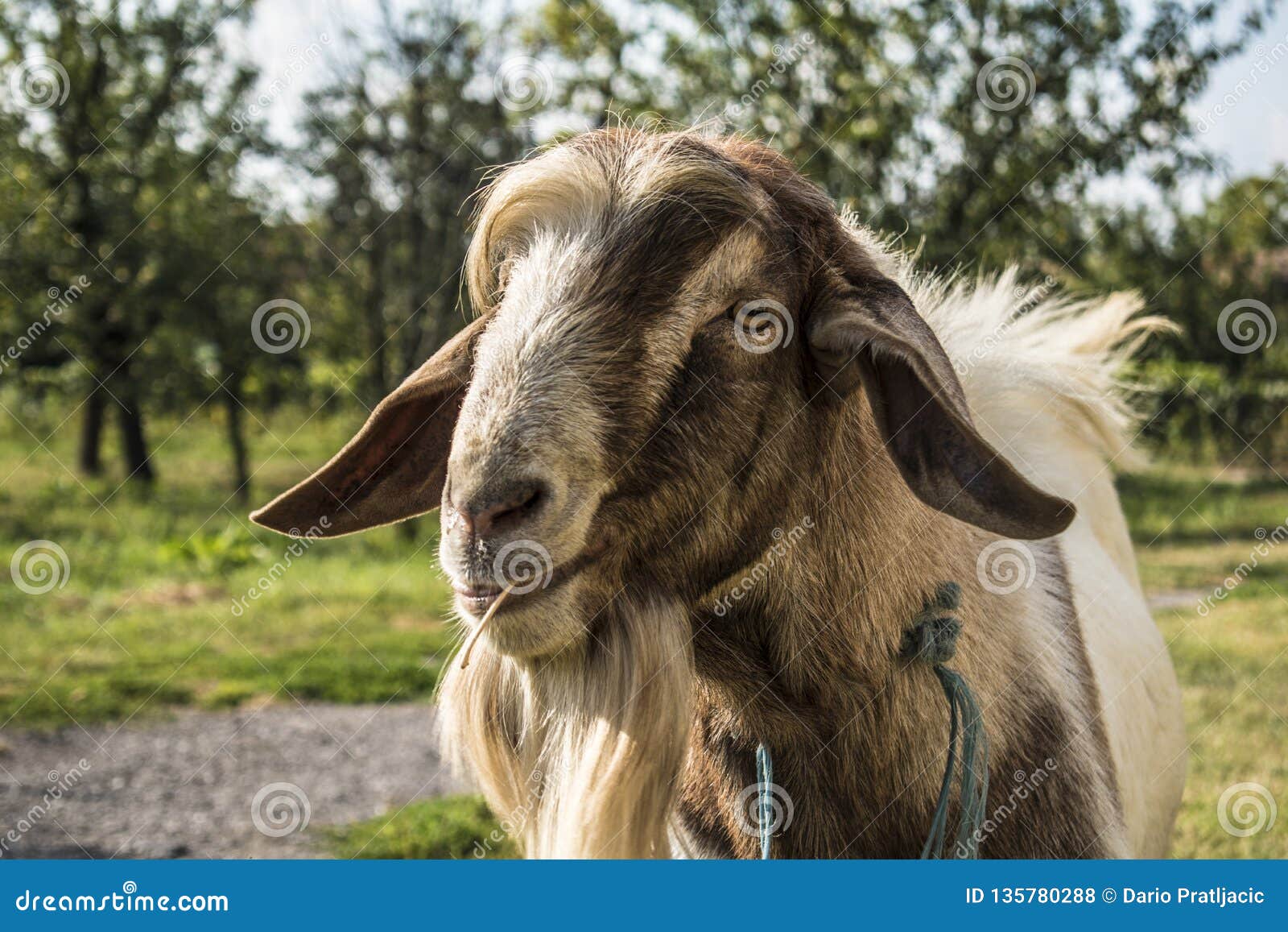 Goat Front Closeup Royalty-Free Stock Image | CartoonDealer.com #83994076