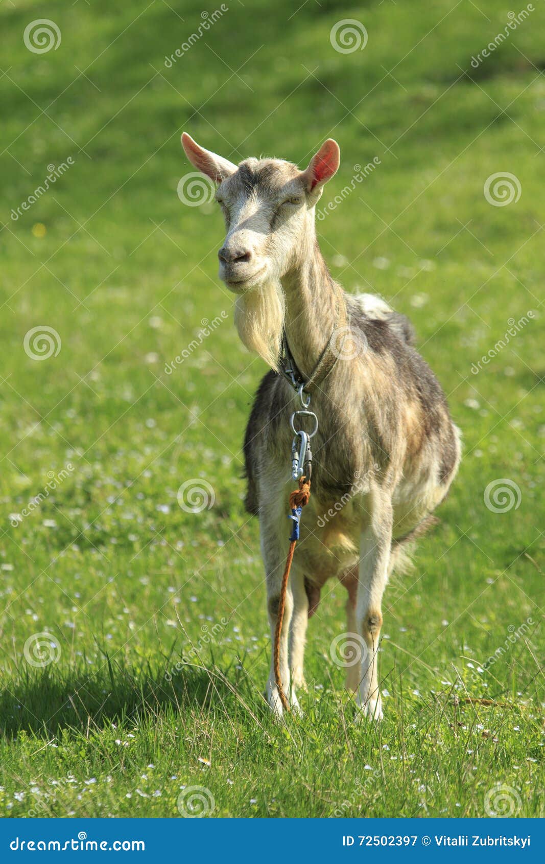 Goat in Front stock image. Image of dairy, beard, glade - 72502397