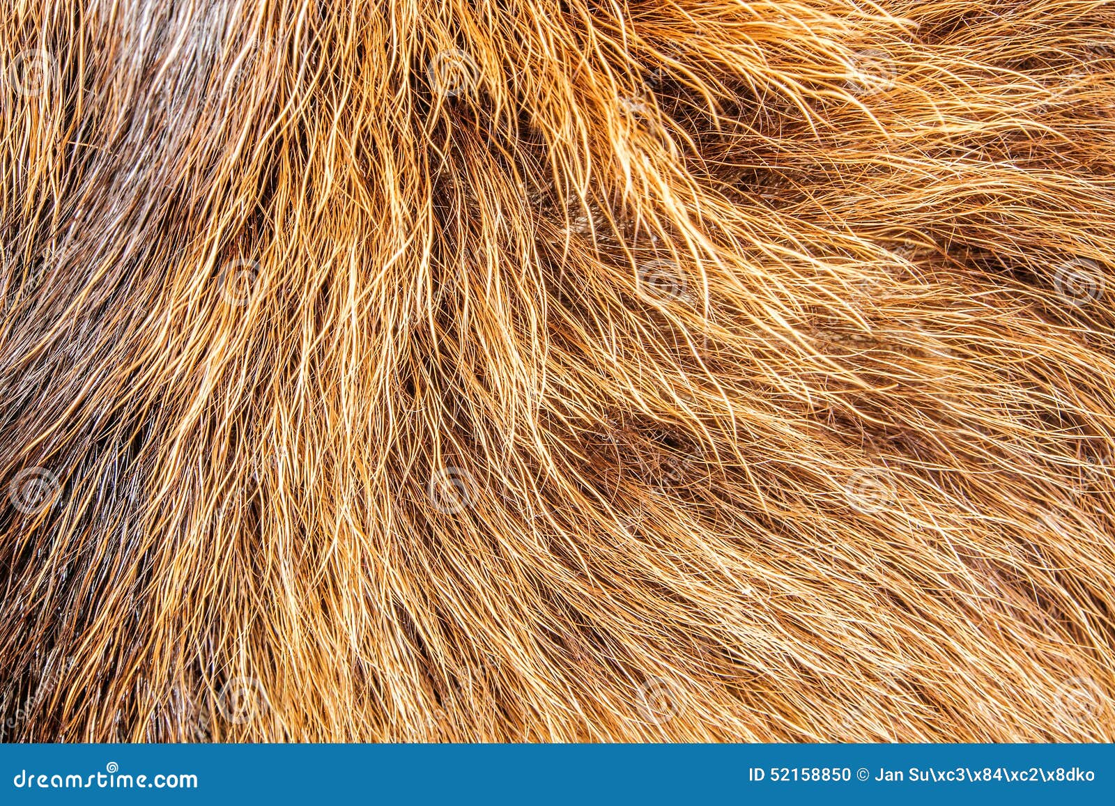 Goat fur closely stock photo. Image of coat, goat, hair - 52158850