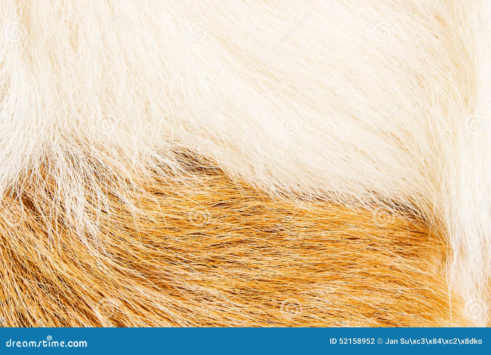 Goat fur closely stock photo. Image of fauna, decoration - 52158952