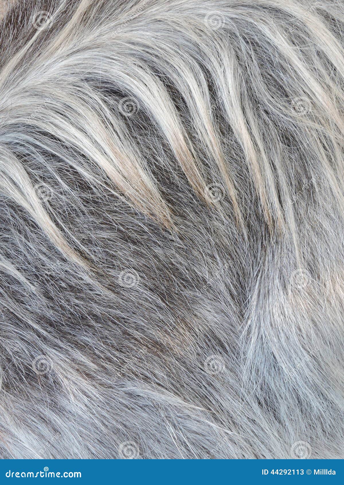 Goat fur stock image. Image of grey, abstract, white - 44292113