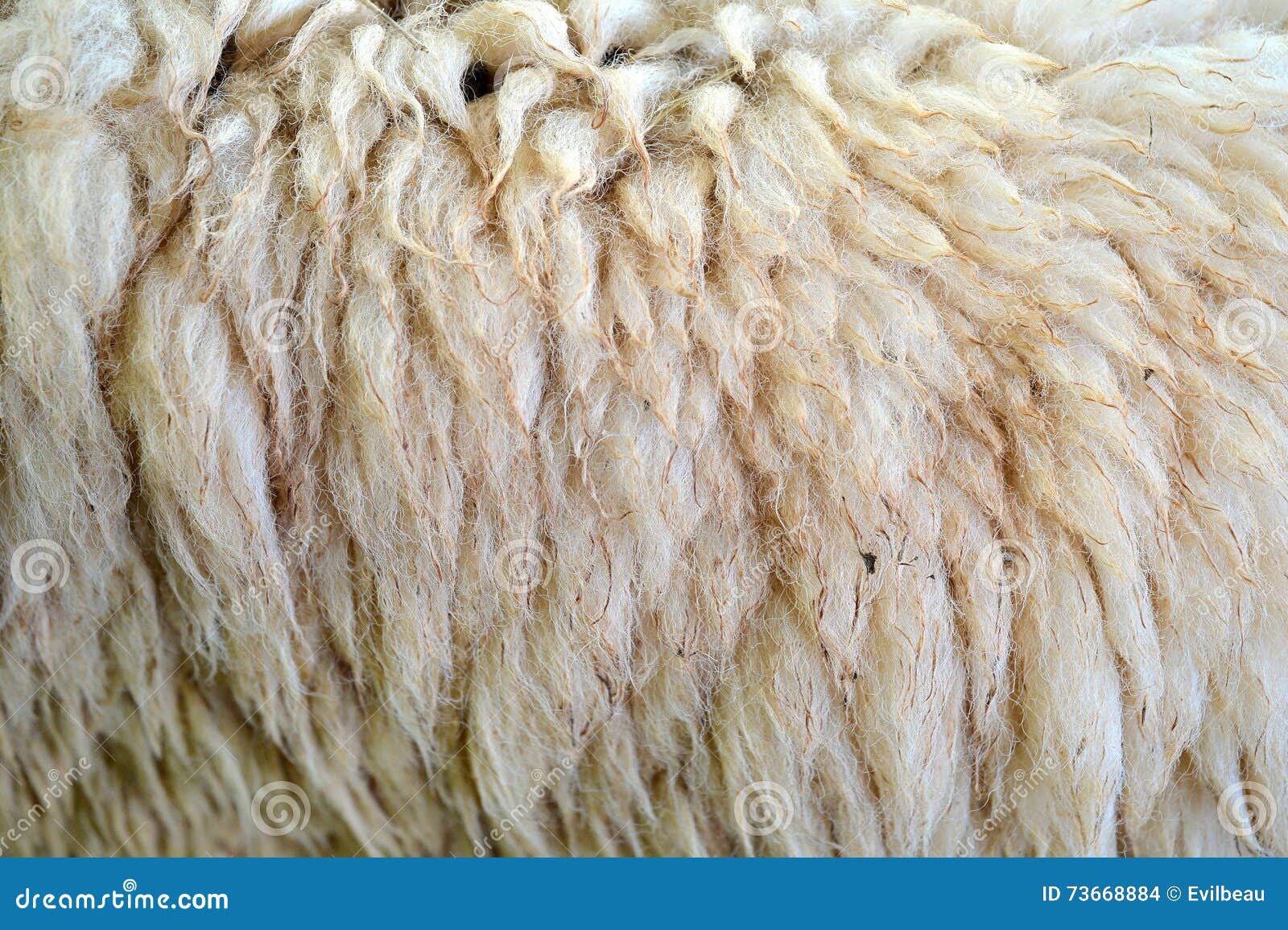 Goat Fur stock photo. Image of goat, skin, texture, decorative - 73668884