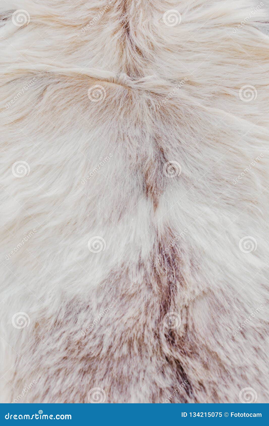 Goat fur texture stock image. Image of bright, decoration - 134215075
