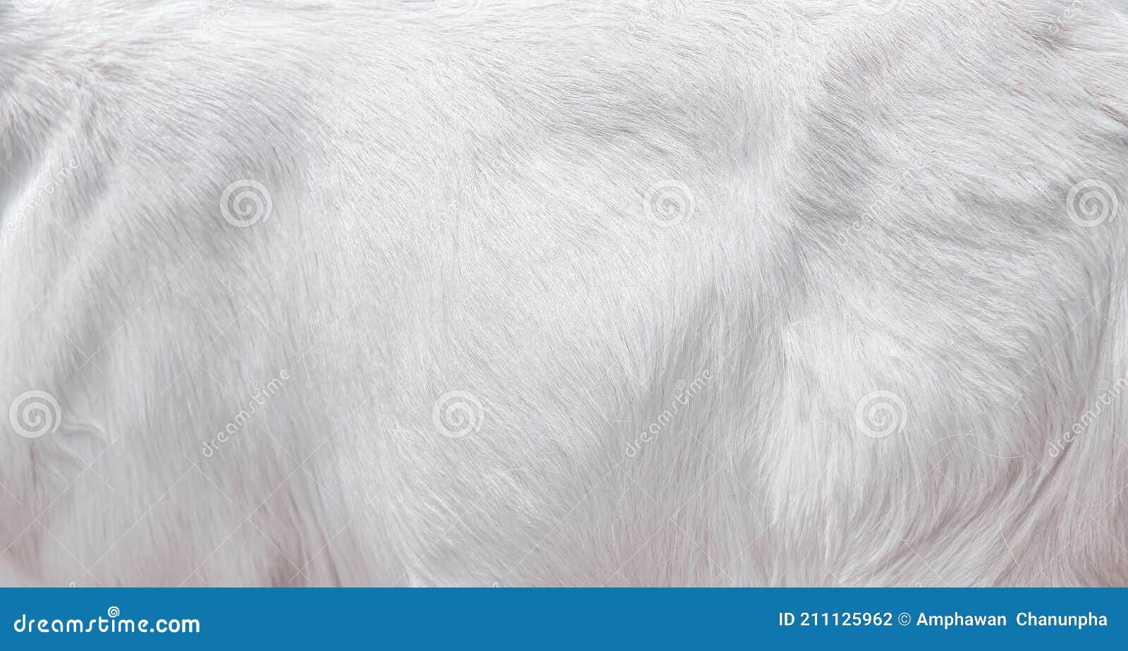 Goat Fur White Texture Abstract Line Patterns Background Stock Photo ...