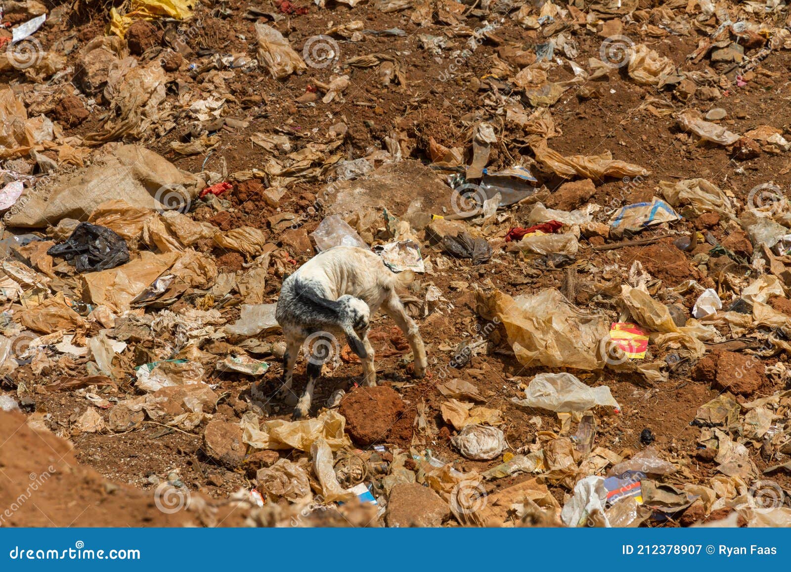 Goat in Garbage stock image. Image of poverty, insanitary - 212378907