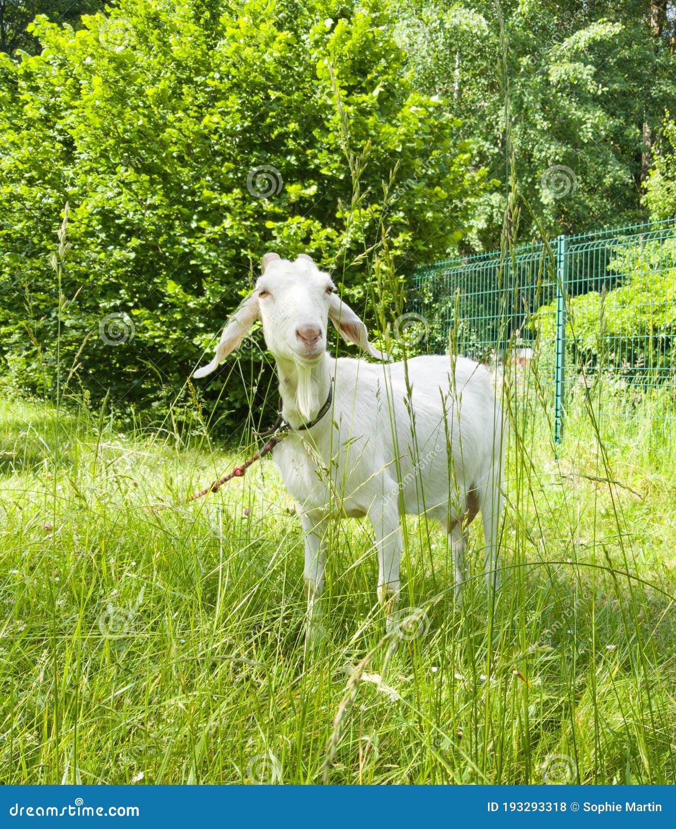 Goat in garden stock photo. Image of flower, field, bovine - 193293318