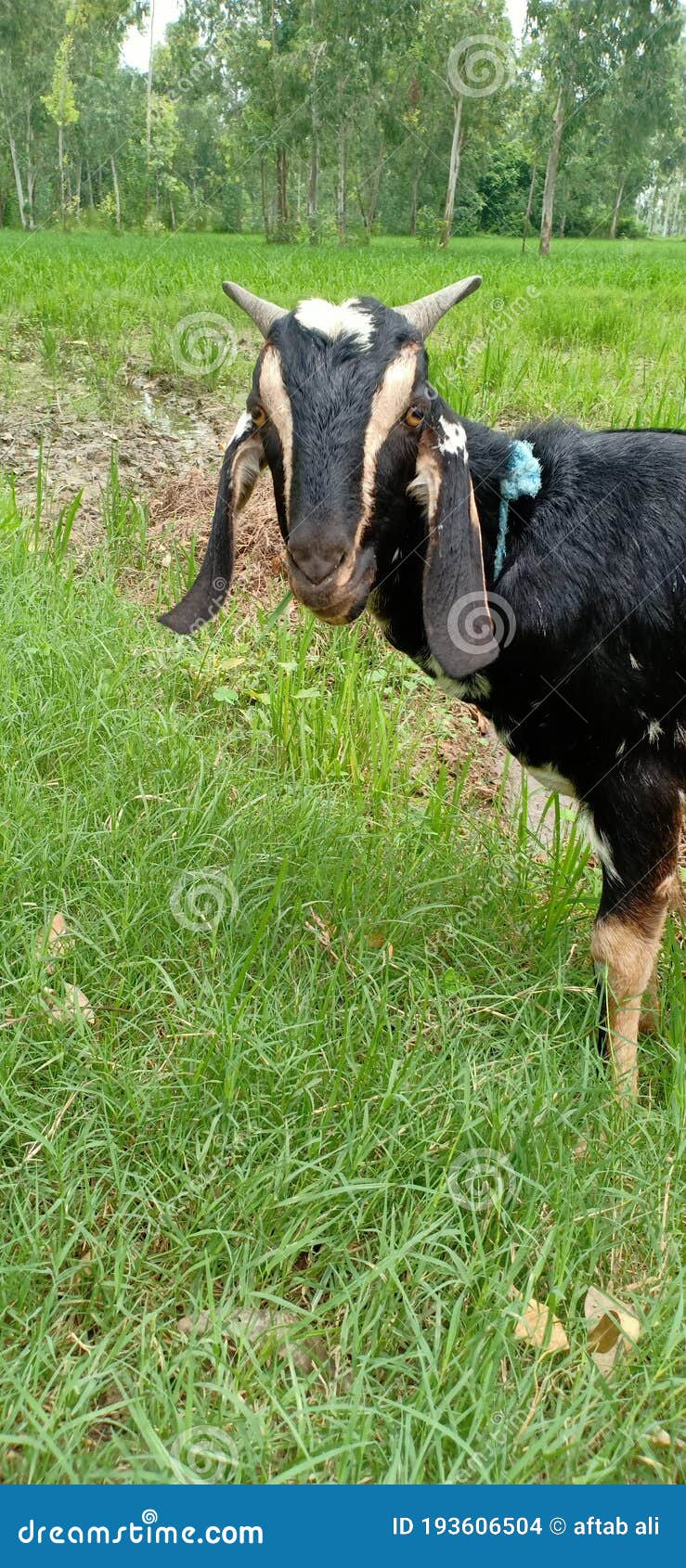 Goat in the garden stock photo. Image of goat, horn - 193606504