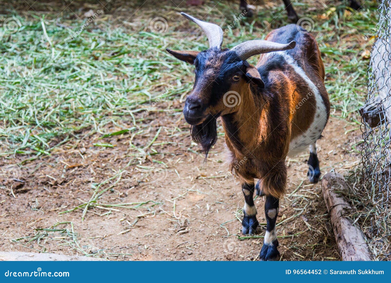 Goat in the Garden, Goatin the Nature Habitat Stock Photo - Image of ...