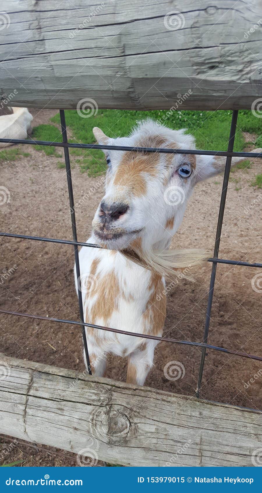 Goat at the gate stock image. Image of goat, hello, gate - 153979015