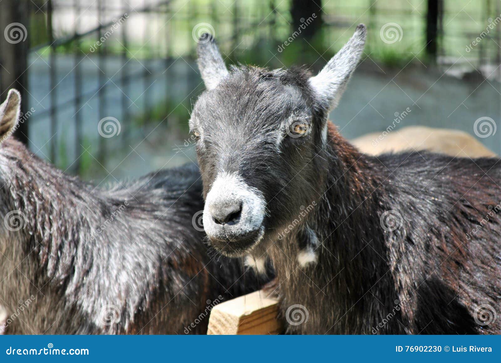 Goat stock photo. Image of look, back, thick, goat, animal - 76902230